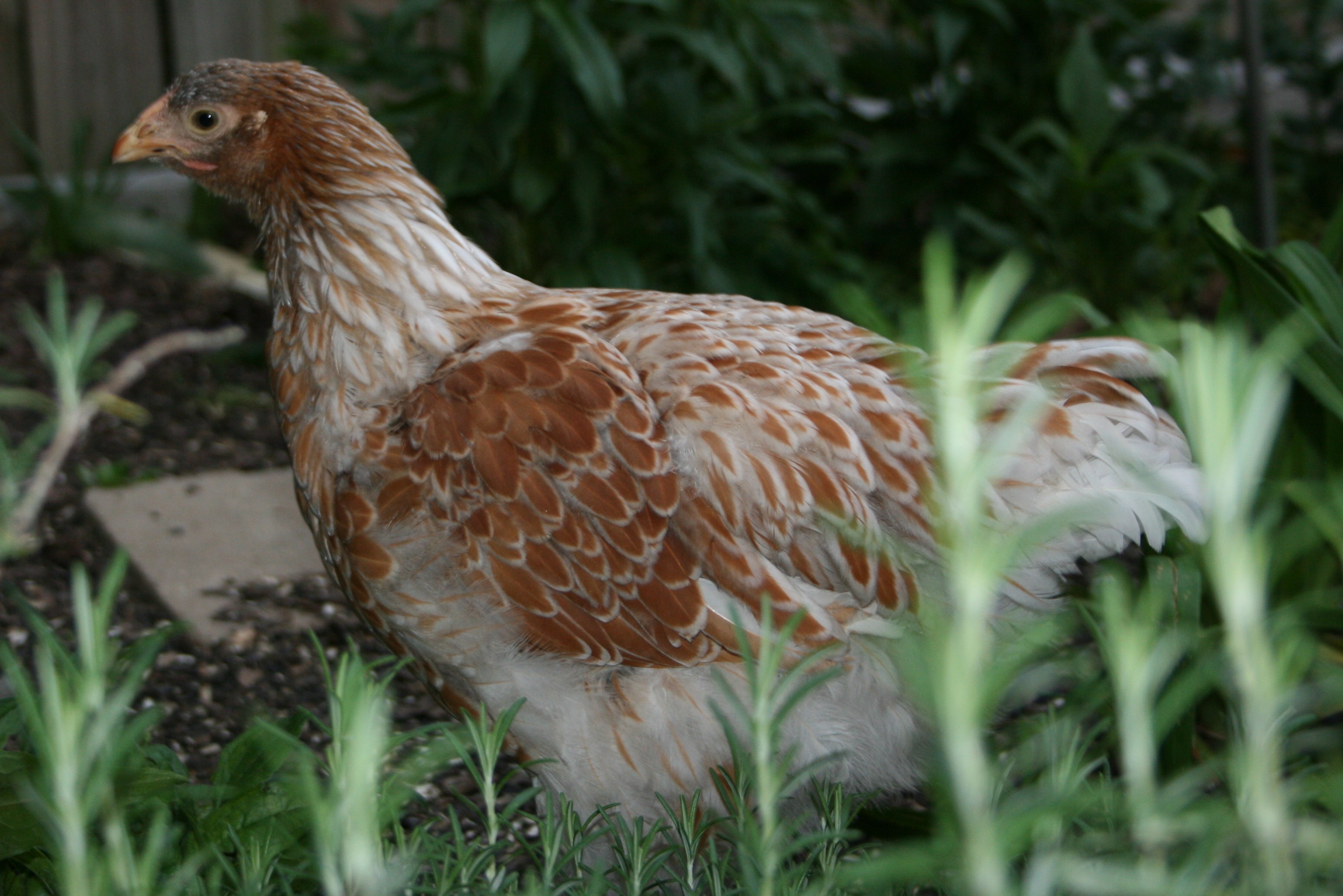 Lizzy, Splash BLRW | BackYard Chickens - Learn How to Raise Chickens