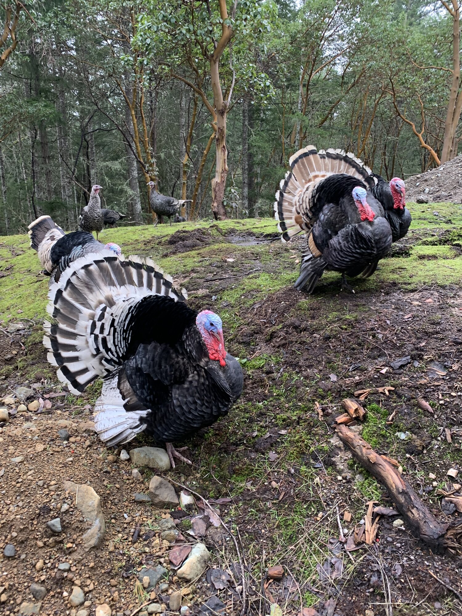 Lovely turkey toms | BackYard Chickens - Learn How to Raise Chickens