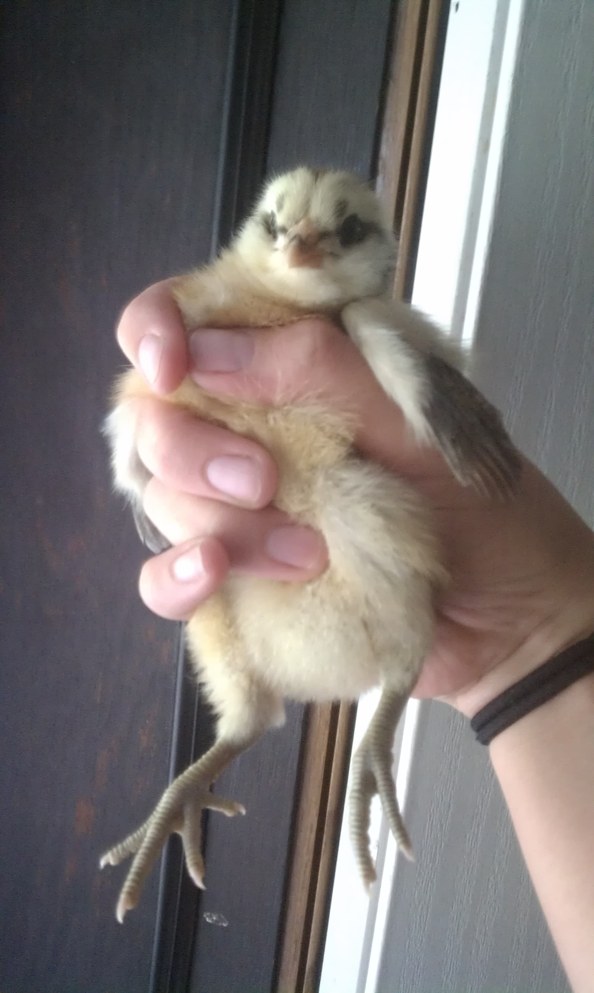 Lucy - 1 week | BackYard Chickens - Learn How to Raise Chickens