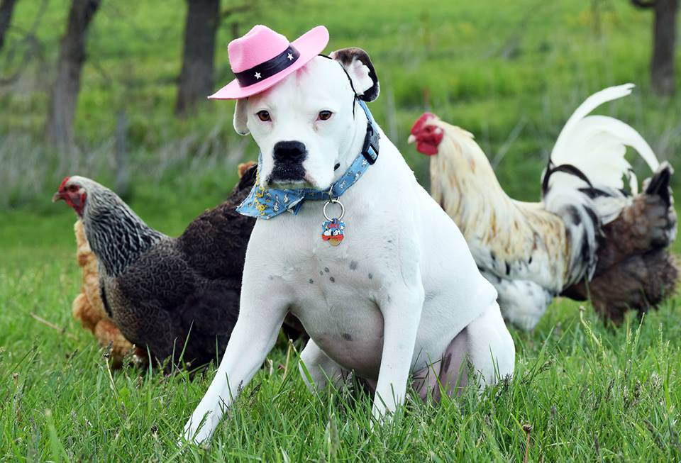 Lucy the chicken keeper! | BackYard Chickens - Learn How to Raise Chickens