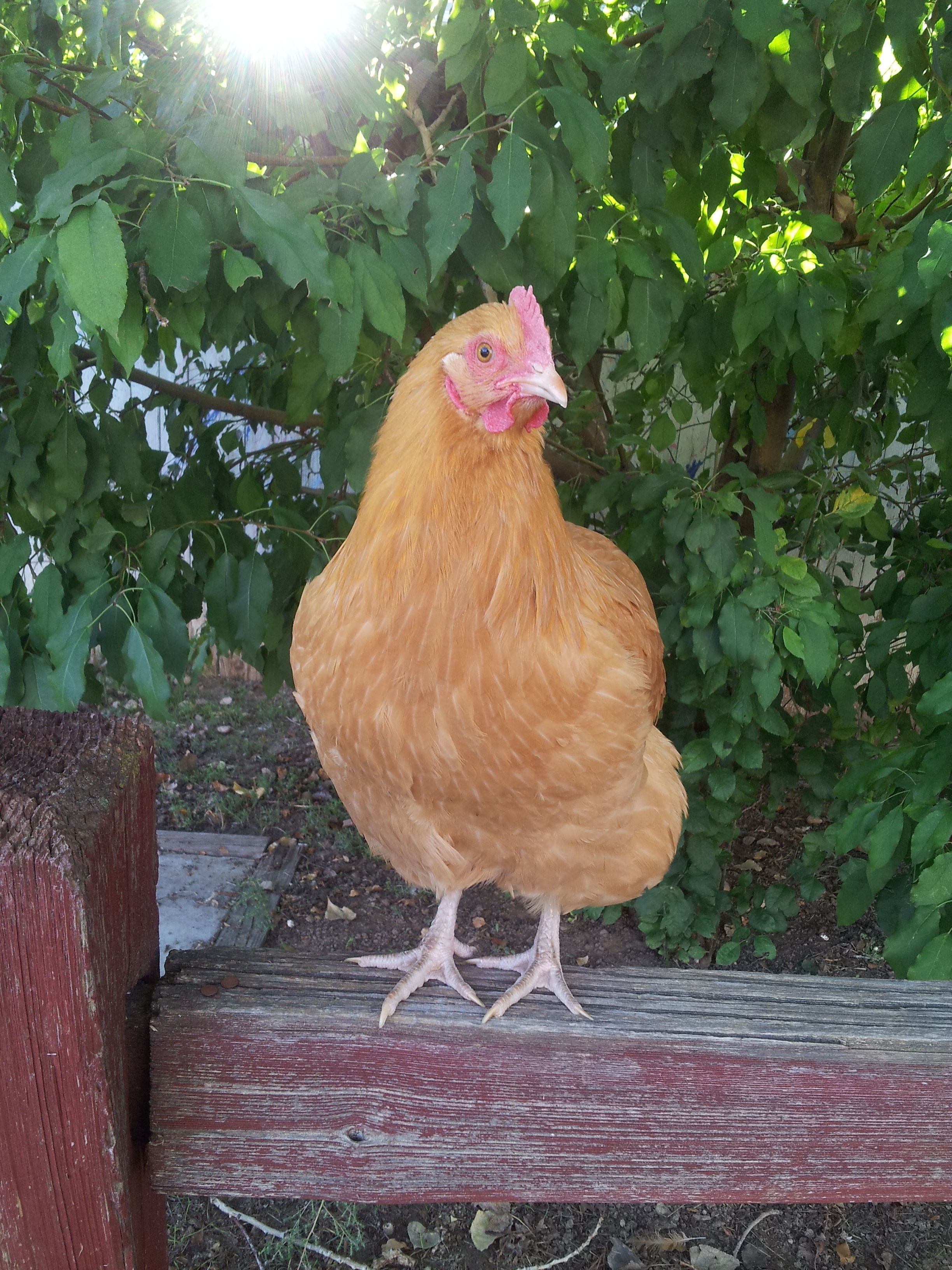 Lucy | BackYard Chickens - Learn How to Raise Chickens