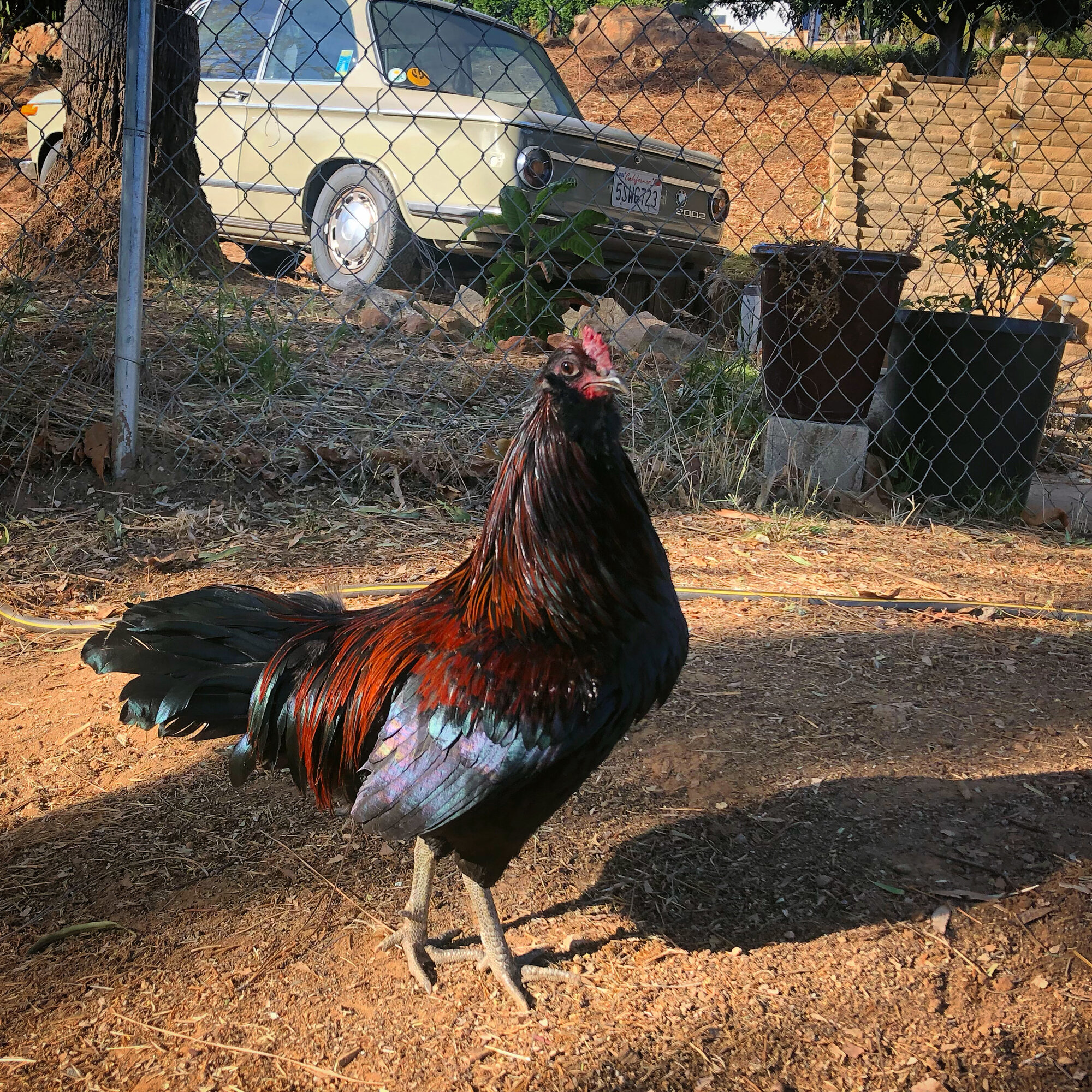 Mahogany Birchen Ponape | BackYard Chickens - Learn How to Raise Chickens