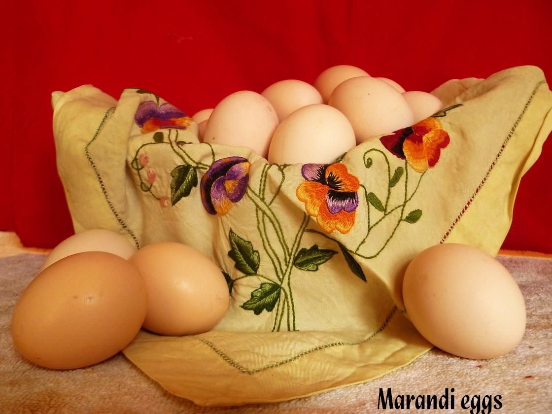 marand breed eggs | BackYard Chickens - Learn How to Raise Chickens