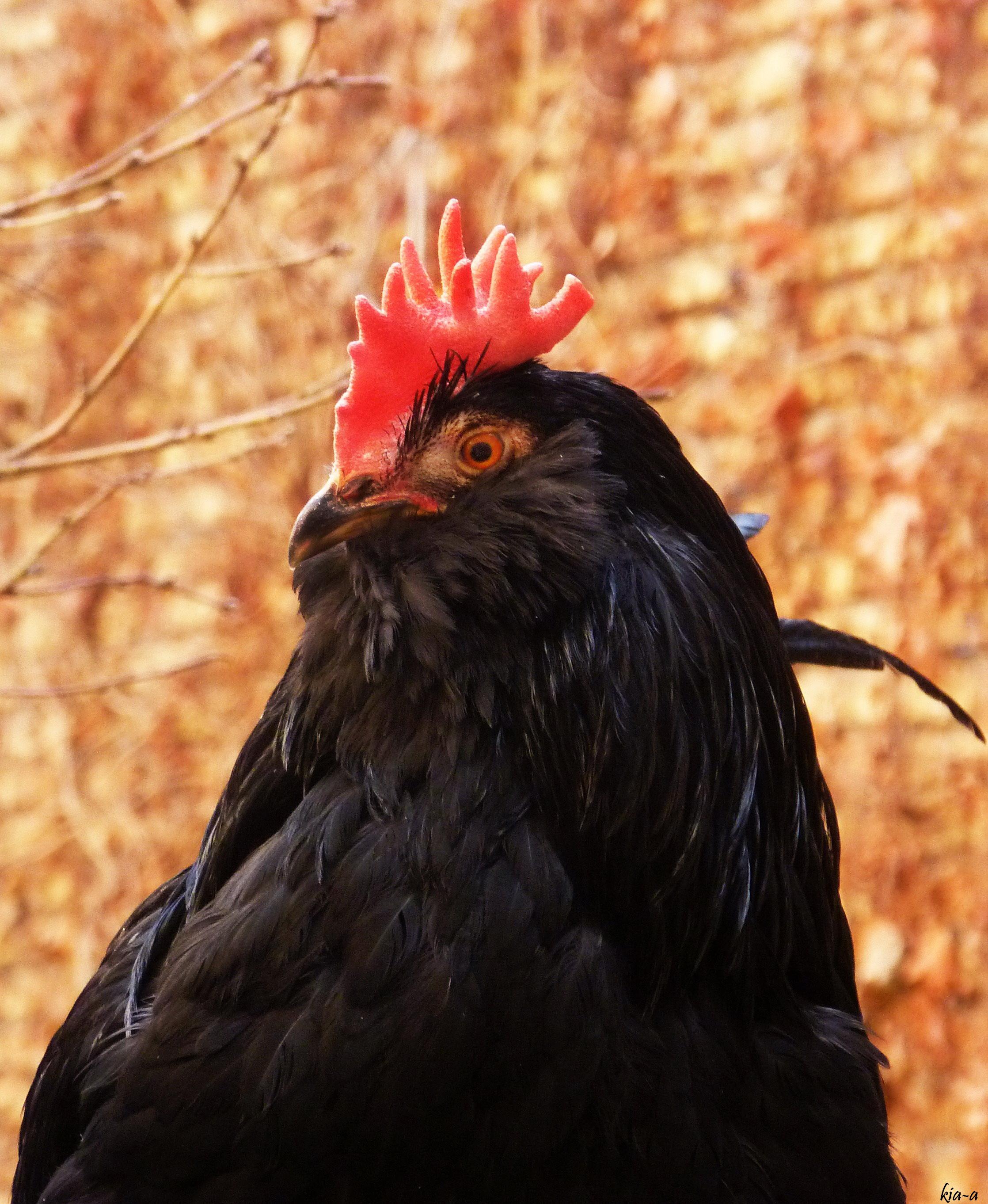 Marandi a.k.a. Black Azerbaijan | BackYard Chickens - Learn How to ...