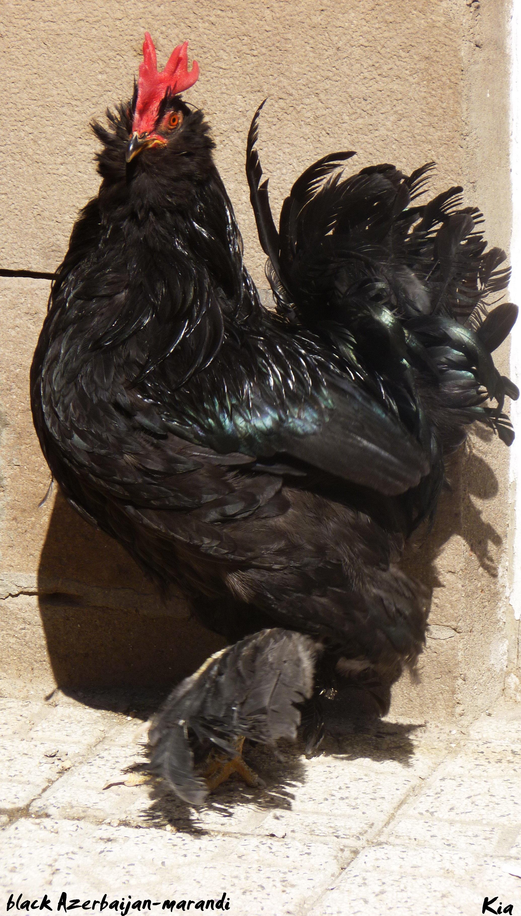 Marandi a.k.a. Black Azerbaijan | BackYard Chickens - Learn How to ...