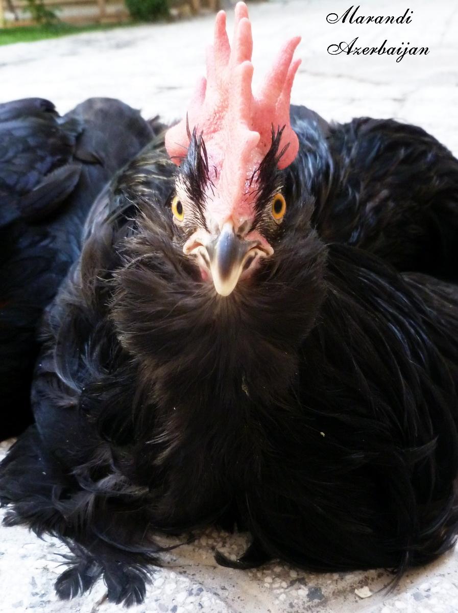 Marandi a.k.a. Black Azerbaijan | BackYard Chickens - Learn How to ...