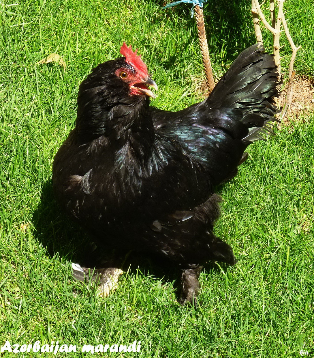 Marandi a.k.a. Black Azerbaijan | BackYard Chickens - Learn How to ...