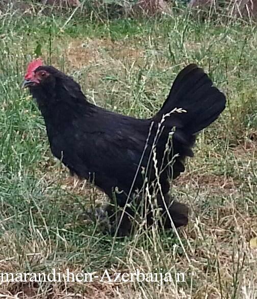 Marandi a.k.a. Black Azerbaijan | BackYard Chickens - Learn How to ...