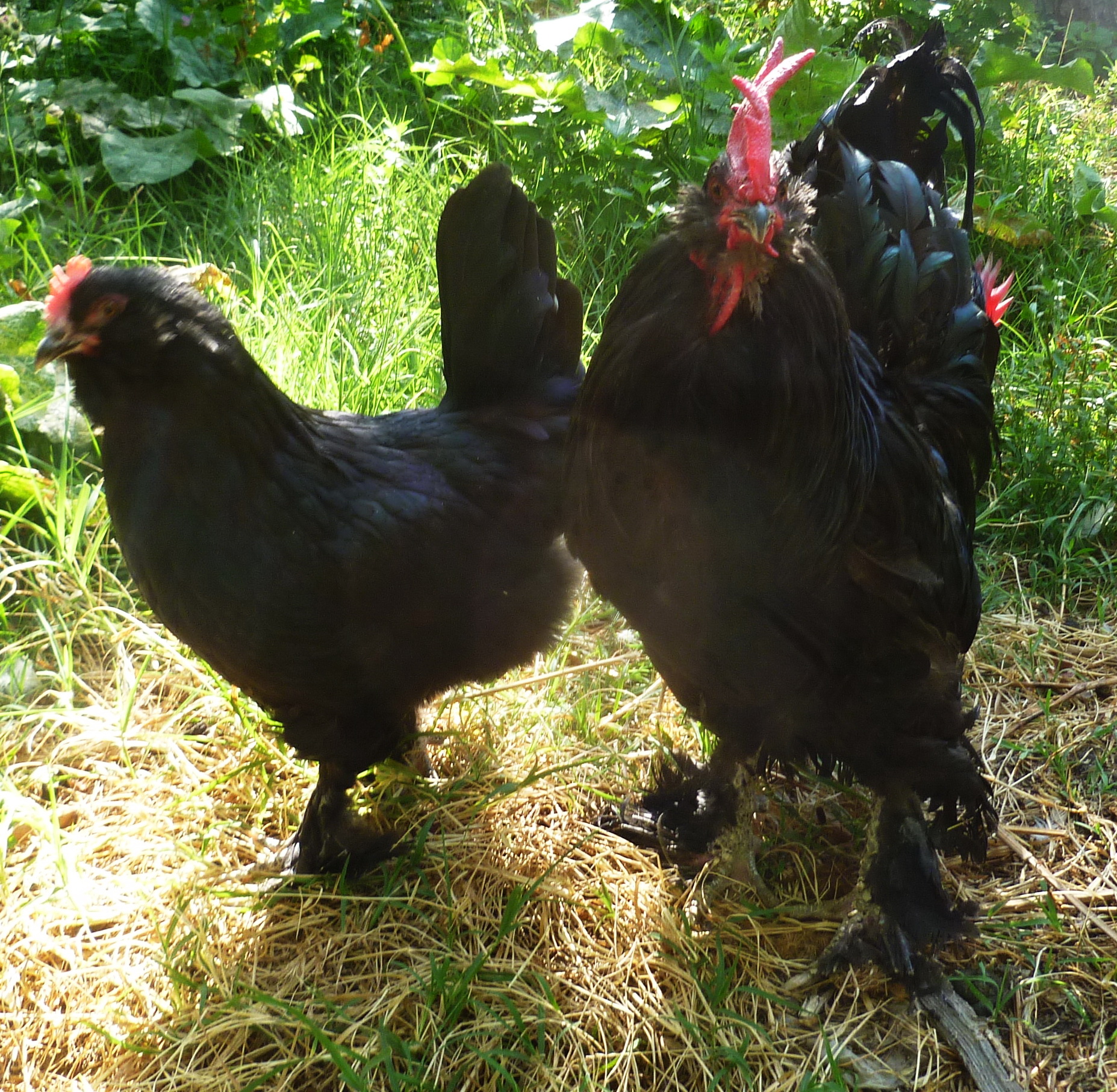 marandi breeds 1. | BackYard Chickens - Learn How to Raise Chickens