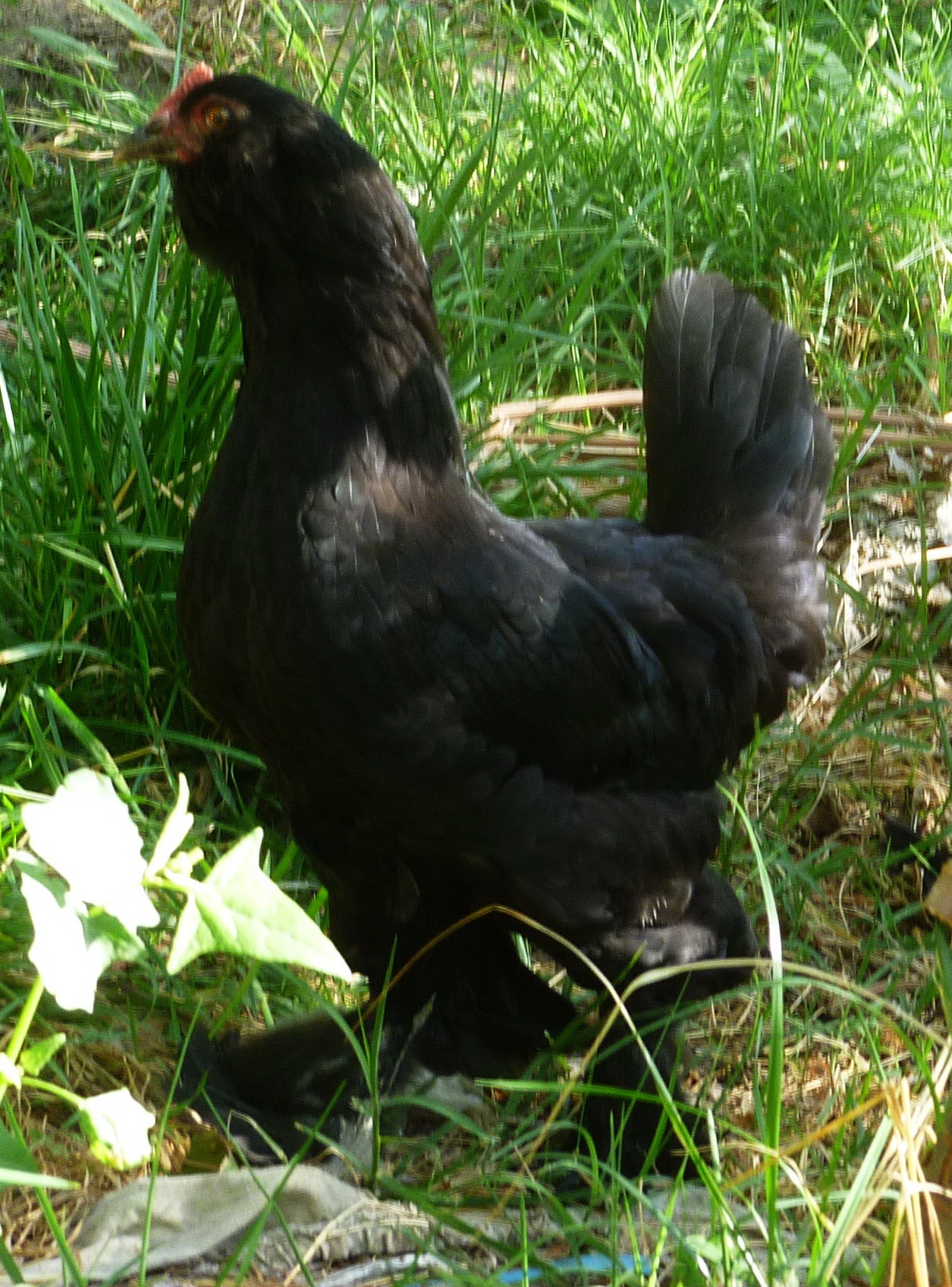 marandi hen 1 | BackYard Chickens - Learn How to Raise Chickens