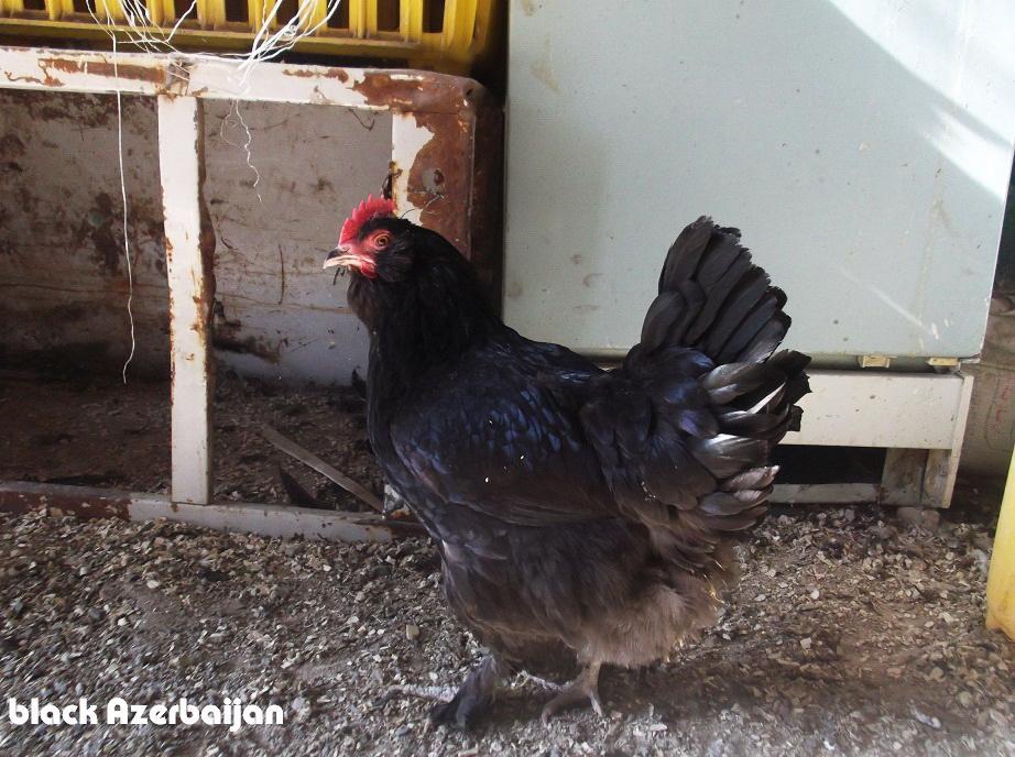 marandi | BackYard Chickens - Learn How to Raise Chickens