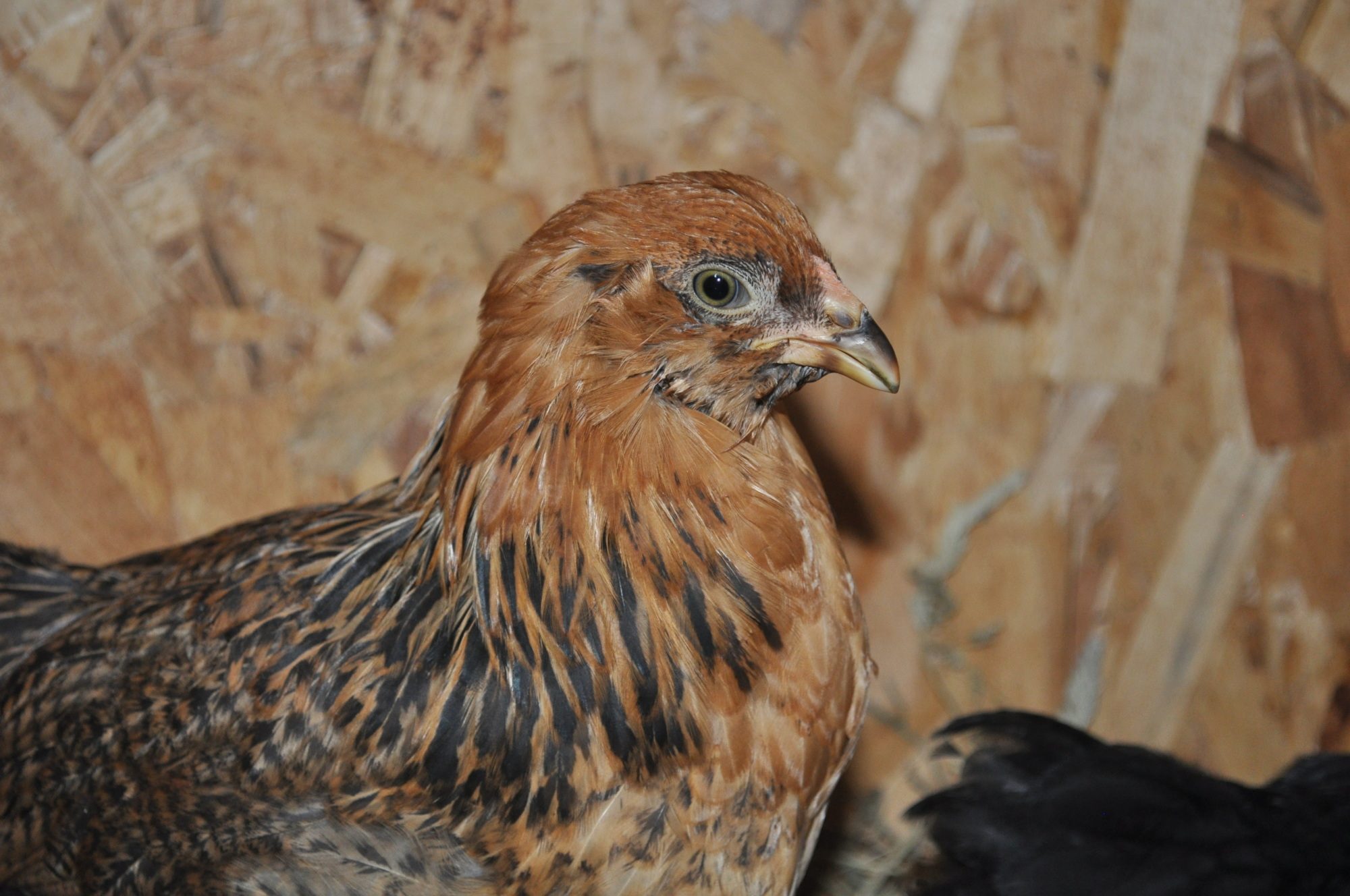 marigold | BackYard Chickens - Learn How to Raise Chickens