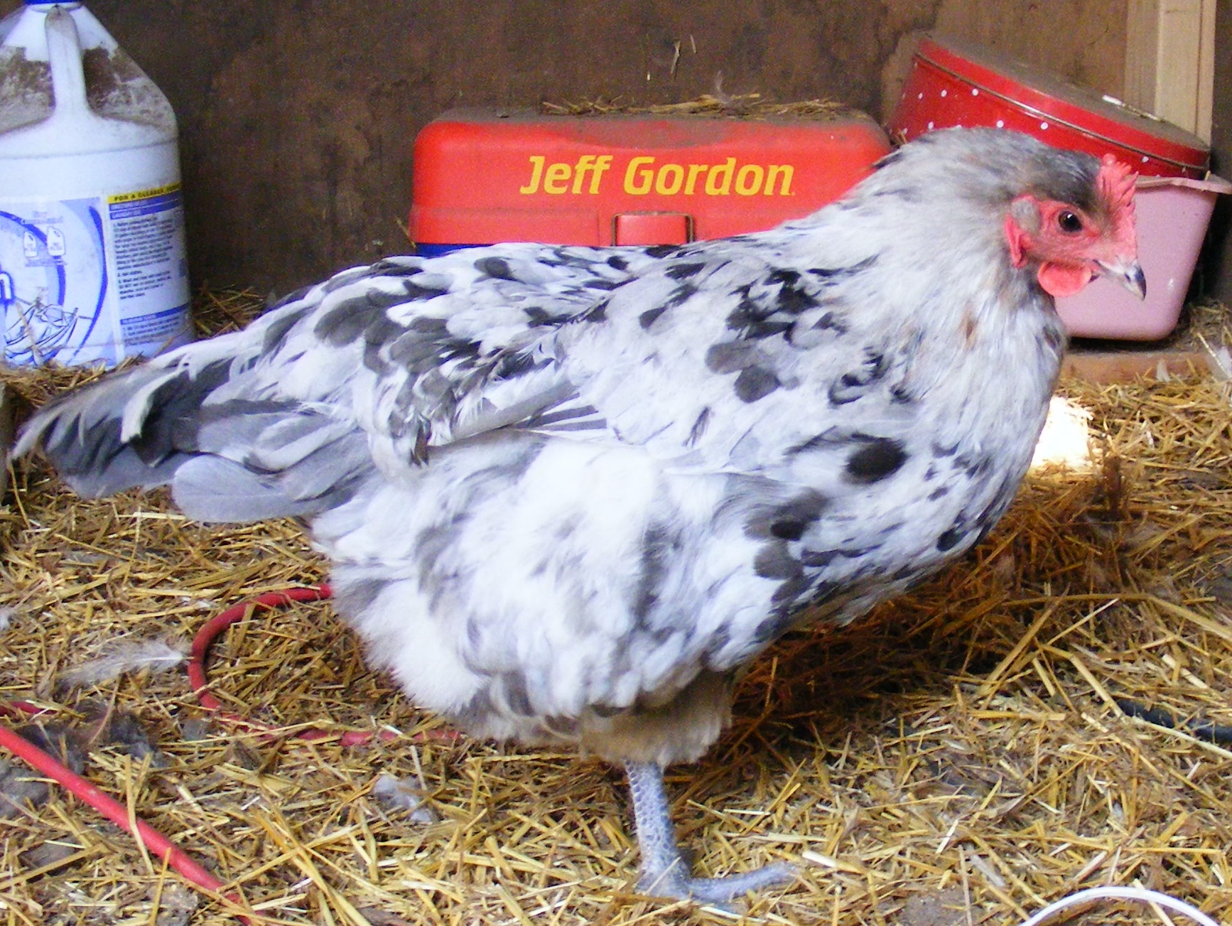 Mavis the blue splash Maran | BackYard Chickens - Learn How to Raise ...