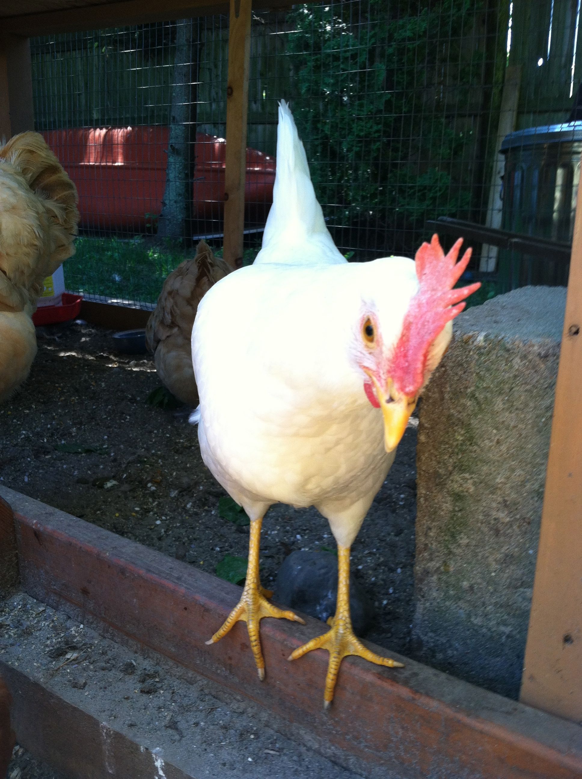 Mavis, the troublemaker | BackYard Chickens - Learn How to Raise Chickens