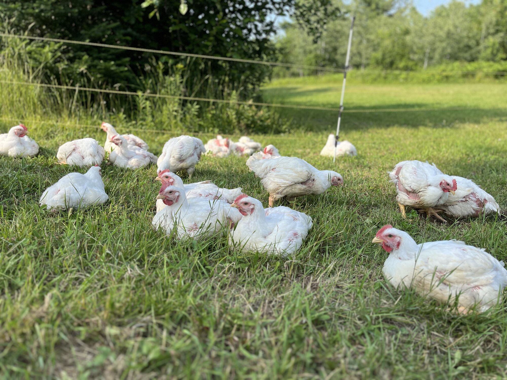 Meat Bird Show3.jpg | BackYard Chickens - Learn How to Raise Chickens