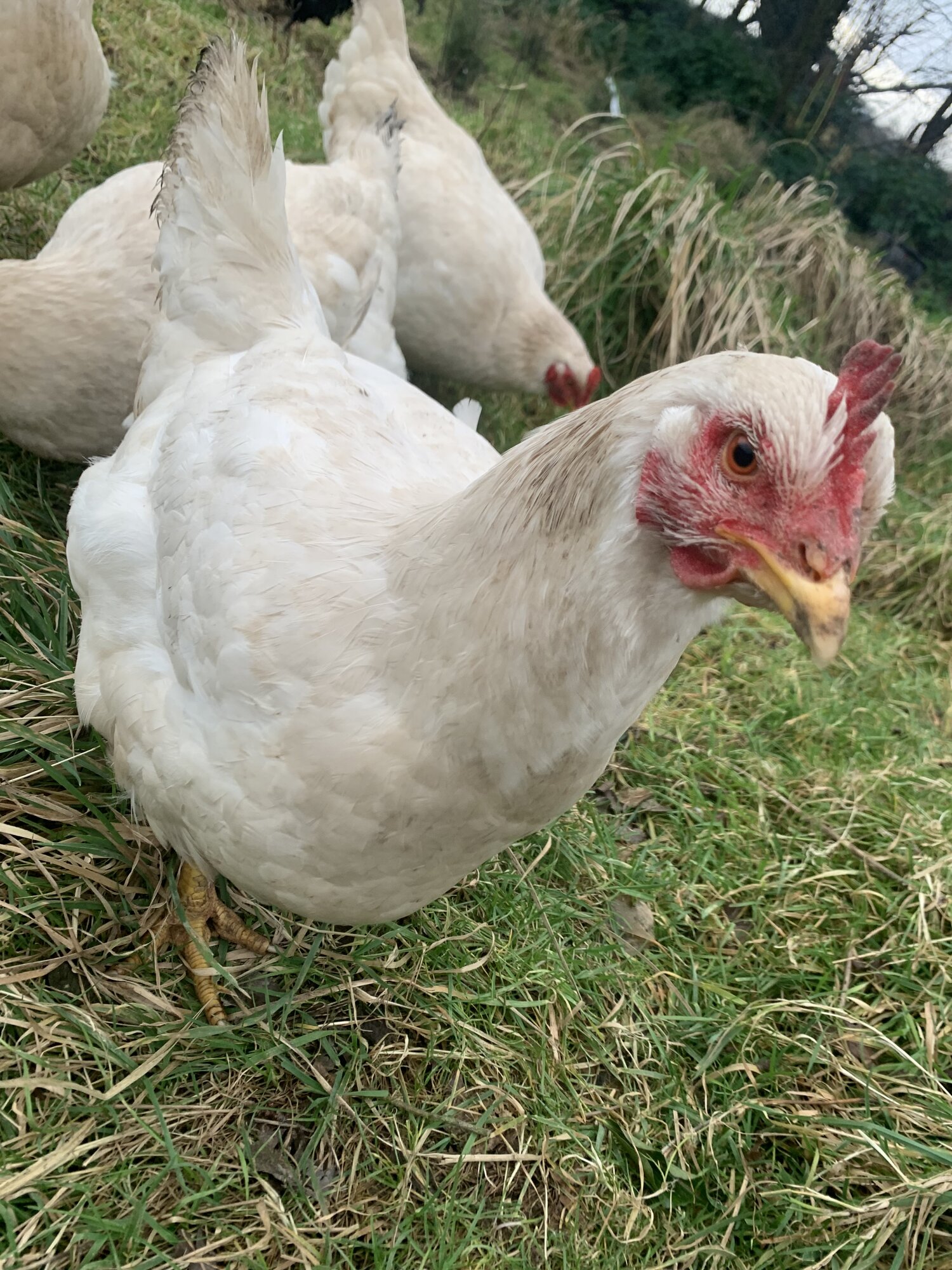 Meat Bird Show6.jpg | BackYard Chickens - Learn How to Raise Chickens