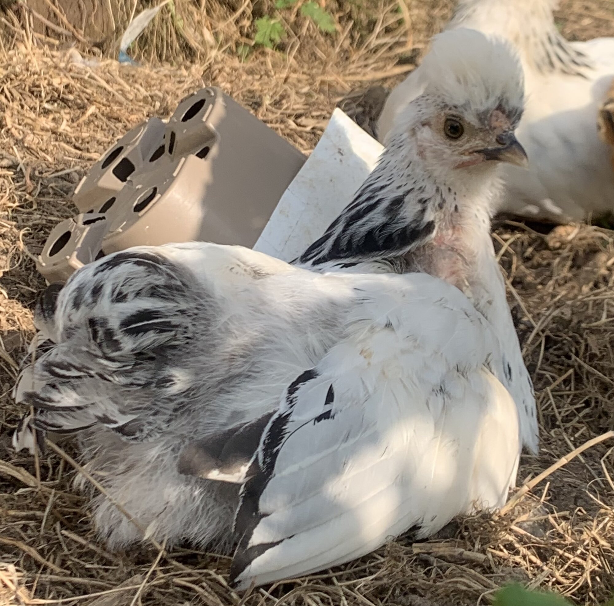 Meat Bird Show7.jpg | BackYard Chickens - Learn How to Raise Chickens