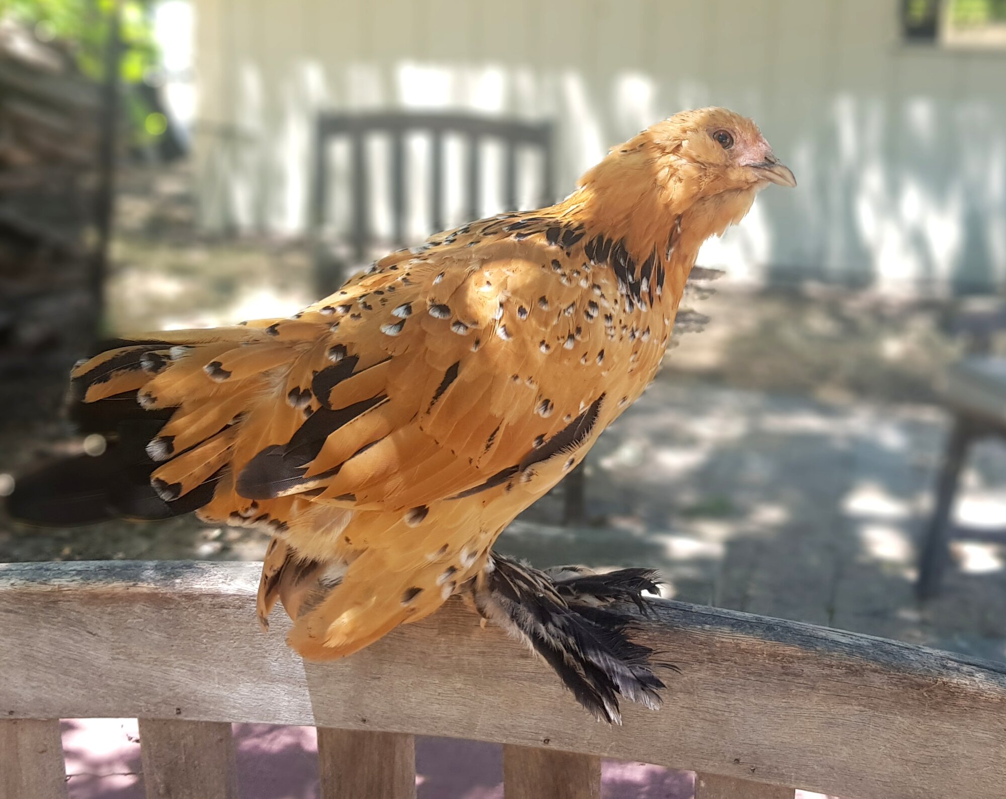 MilleFleurd'Uccle.jpg | BackYard Chickens - Learn How to Raise Chickens