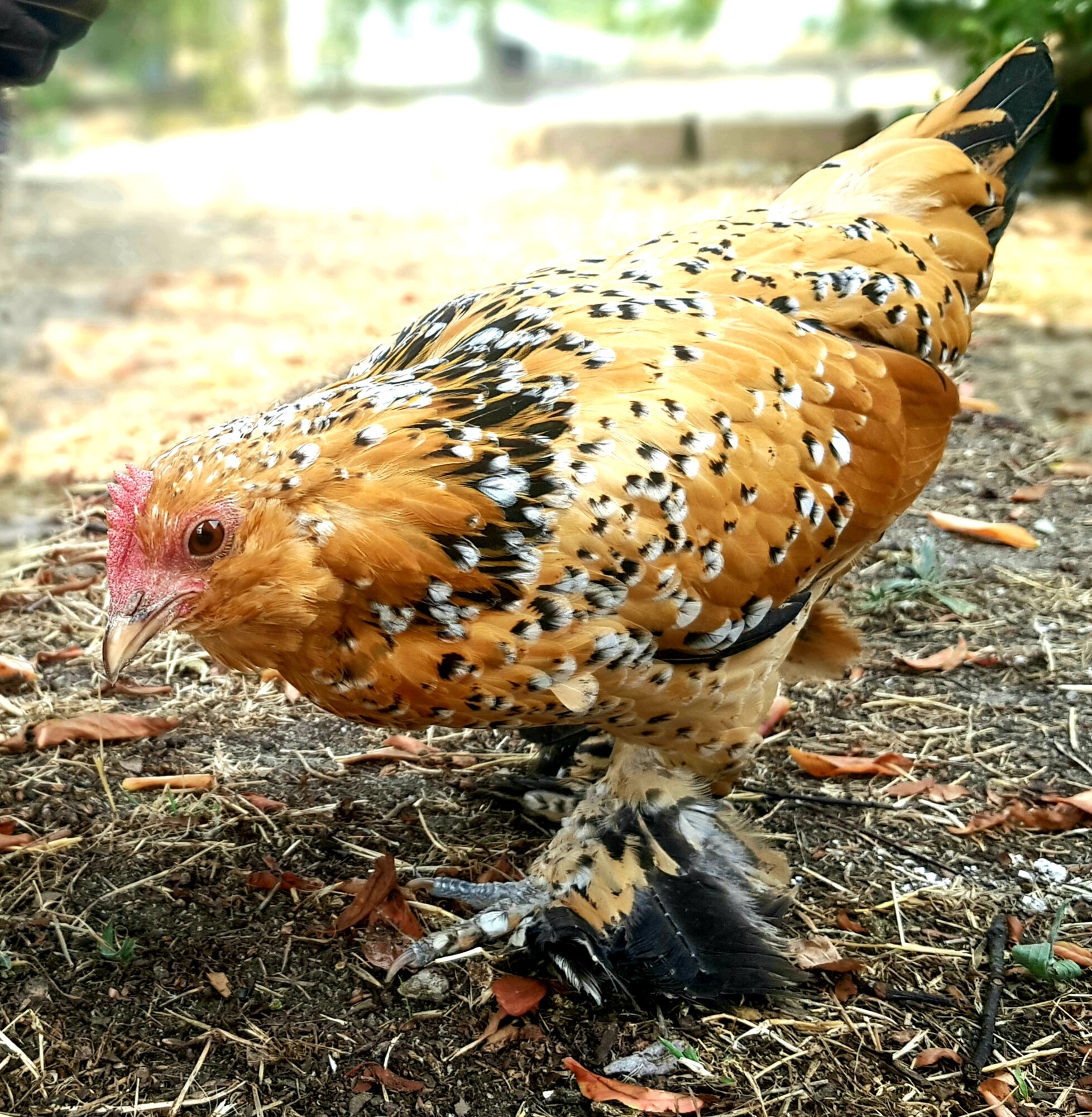 Millefleurd'Uccle.jpg | BackYard Chickens - Learn How to Raise Chickens