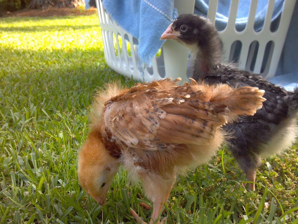 * Mina and Josephine. | BackYard Chickens - Learn How to Raise Chickens