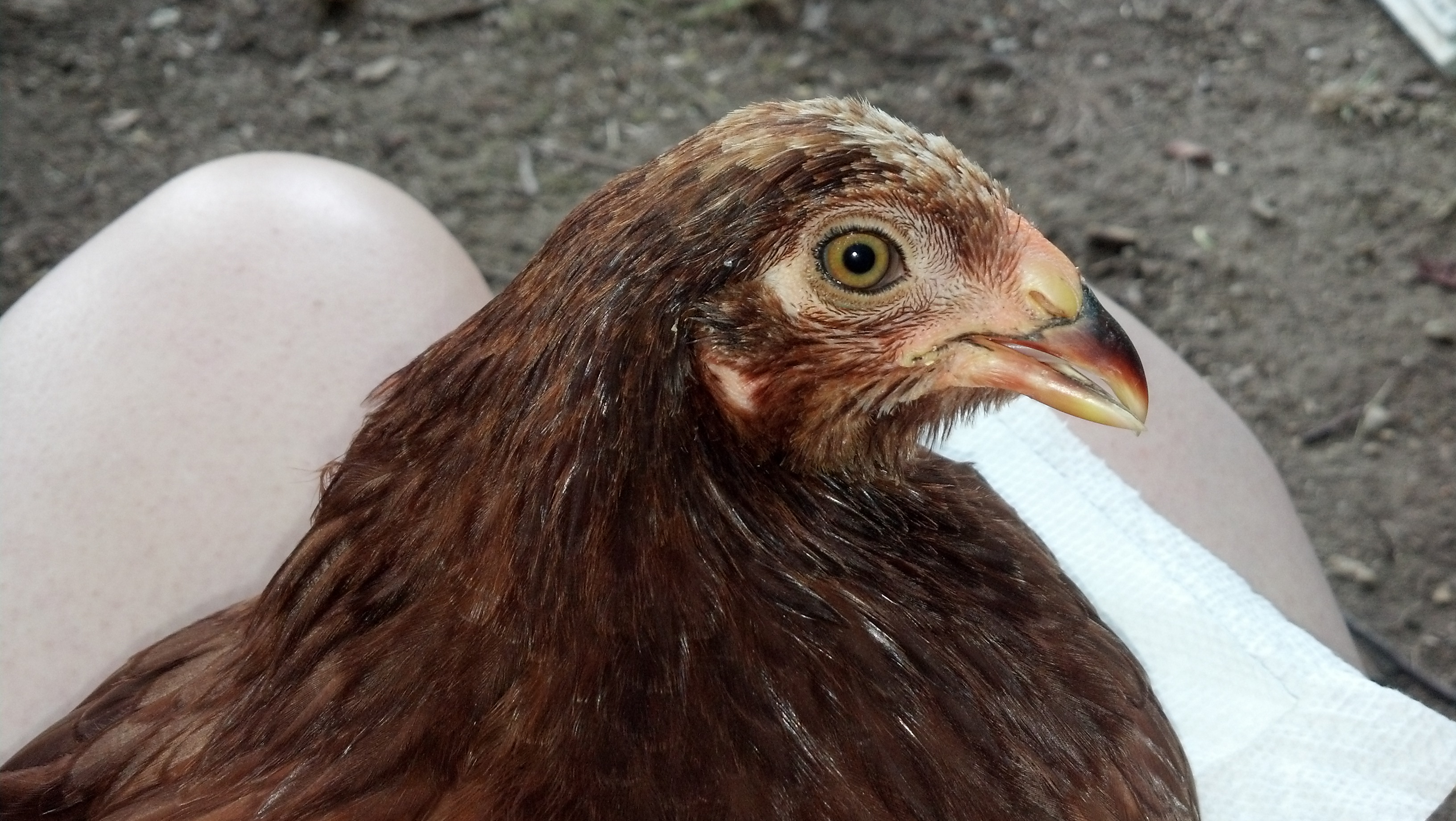 Ming Ming | BackYard Chickens - Learn How to Raise Chickens