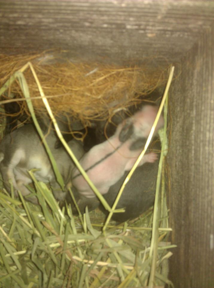 Mini-Rex and Spots | BackYard Chickens - Learn How to Raise Chickens