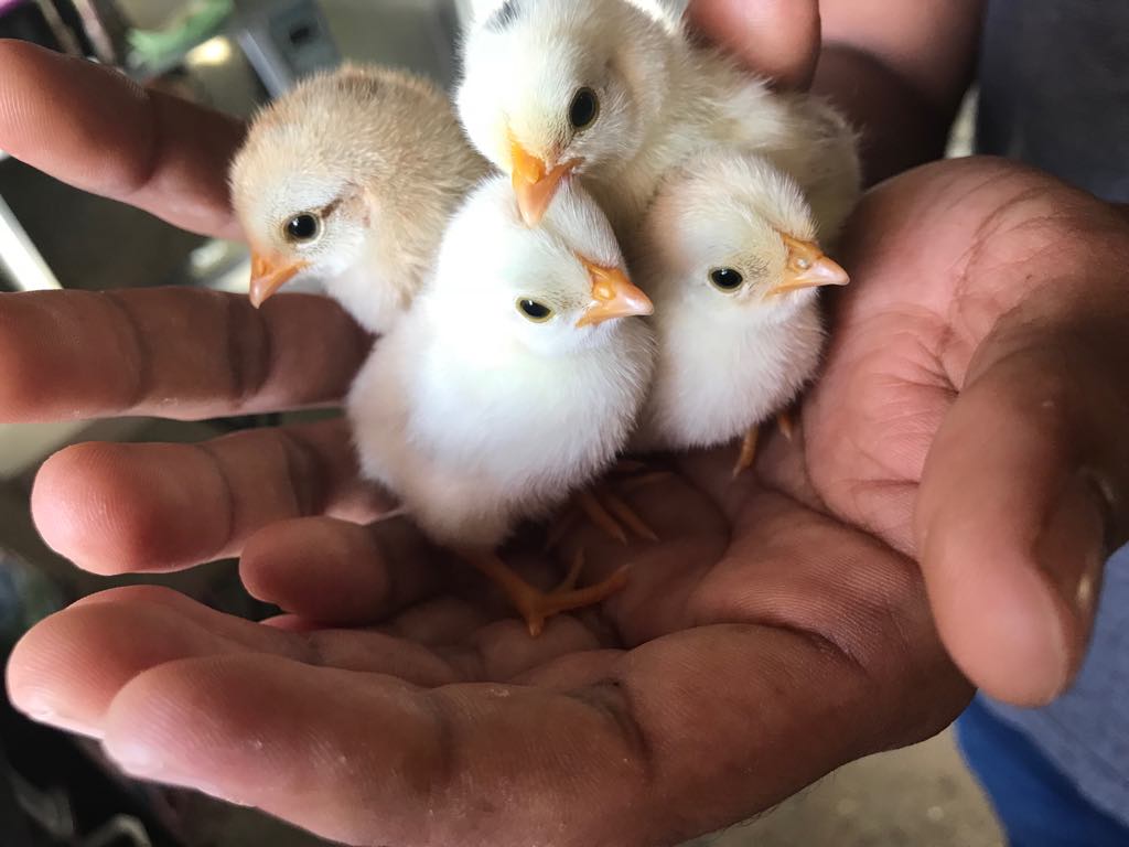 miniature chicks | BackYard Chickens - Learn How to Raise Chickens