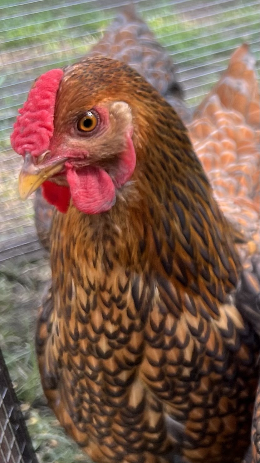 Miss BYC24.jpg | BackYard Chickens - Learn How to Raise Chickens