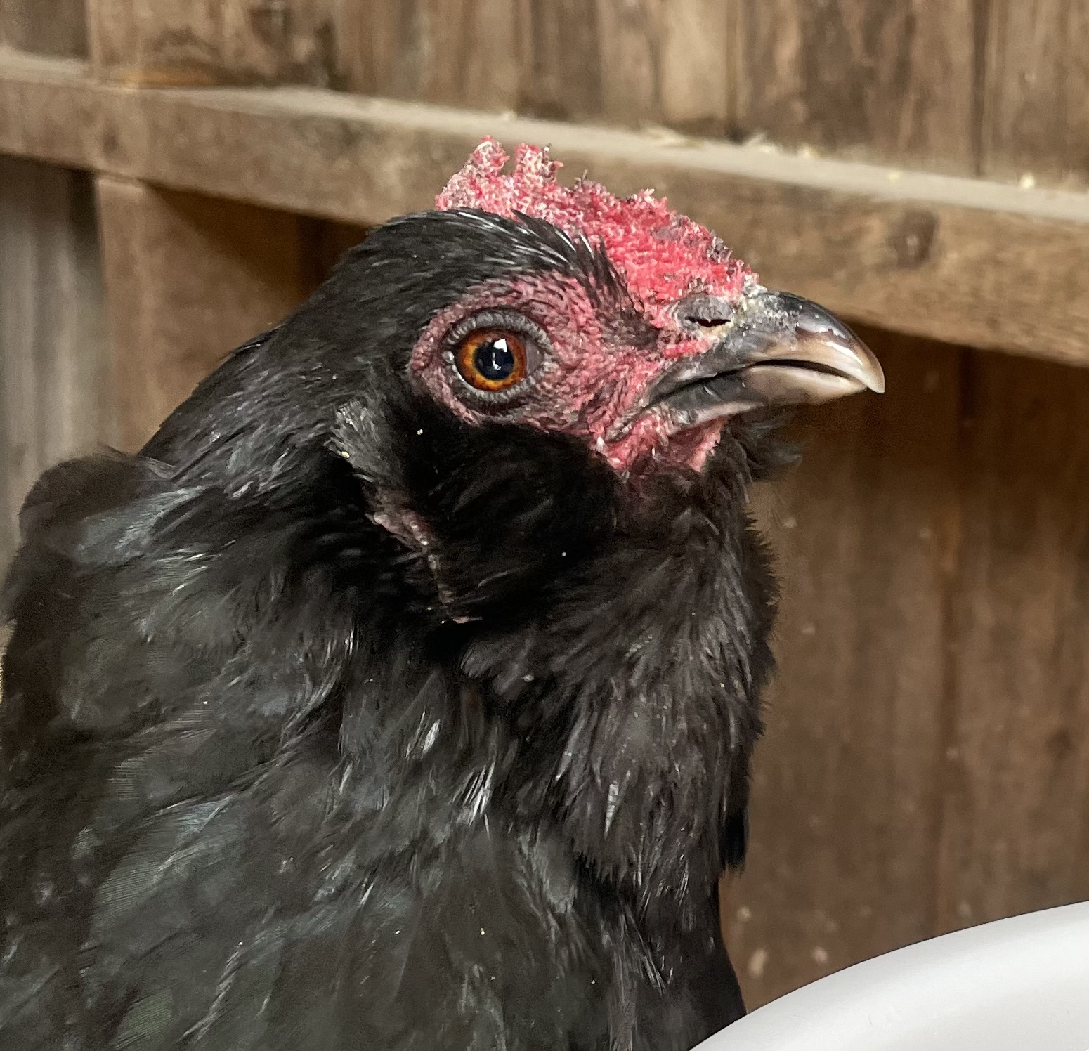 Miss BYC37.jpg | BackYard Chickens - Learn How to Raise Chickens