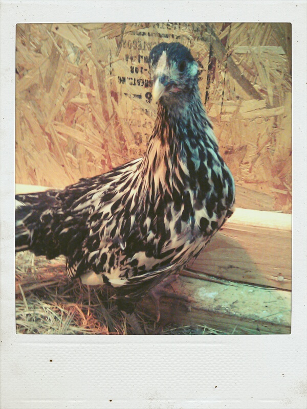 Miss Lacey aka Derpy | BackYard Chickens - Learn How to Raise Chickens