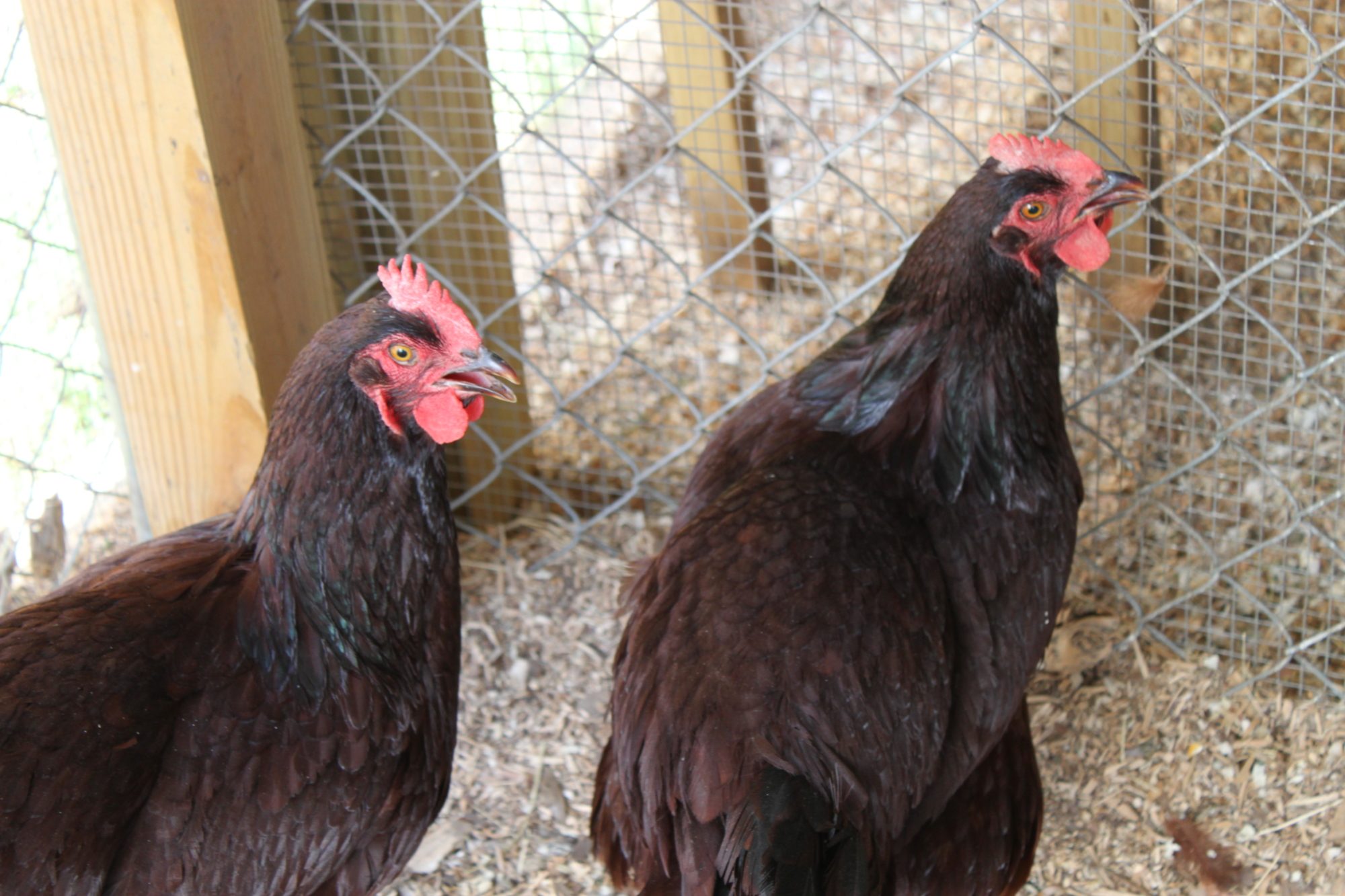 Mohawk Hens | BackYard Chickens - Learn How to Raise Chickens