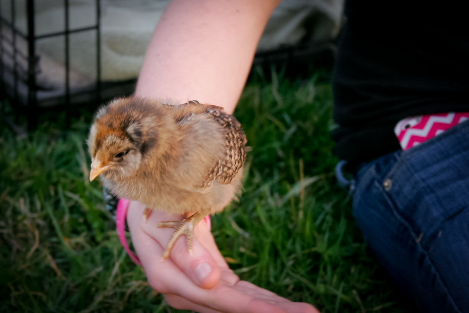 Molly loves attention (10 days old) | BackYard Chickens - Learn How to ...