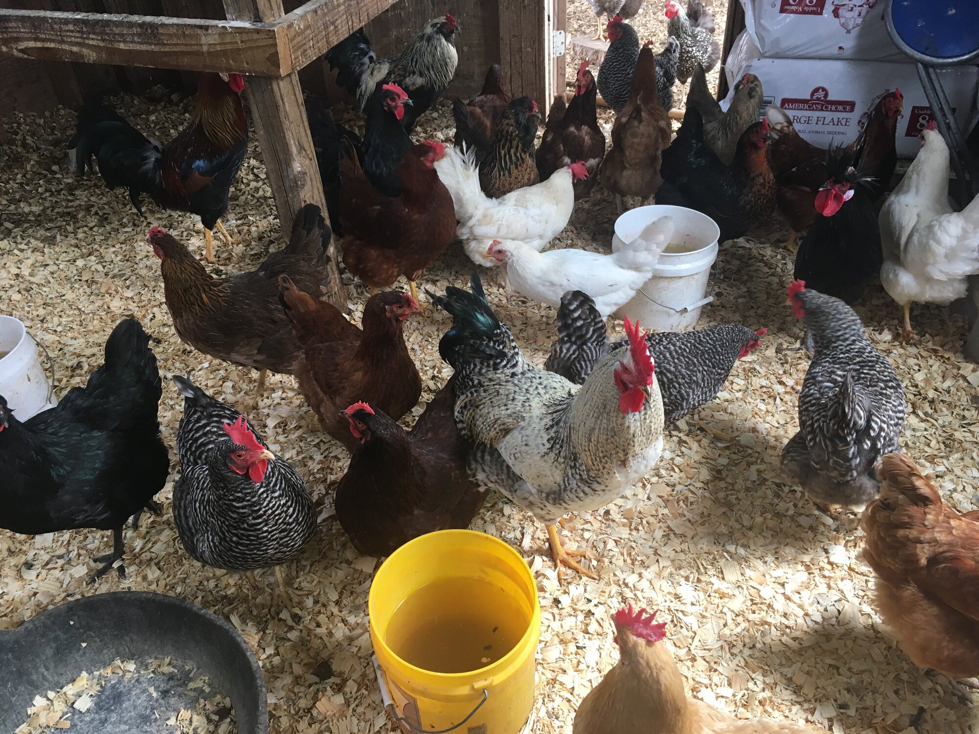 More chickens.JPG | BackYard Chickens - Learn How to Raise Chickens