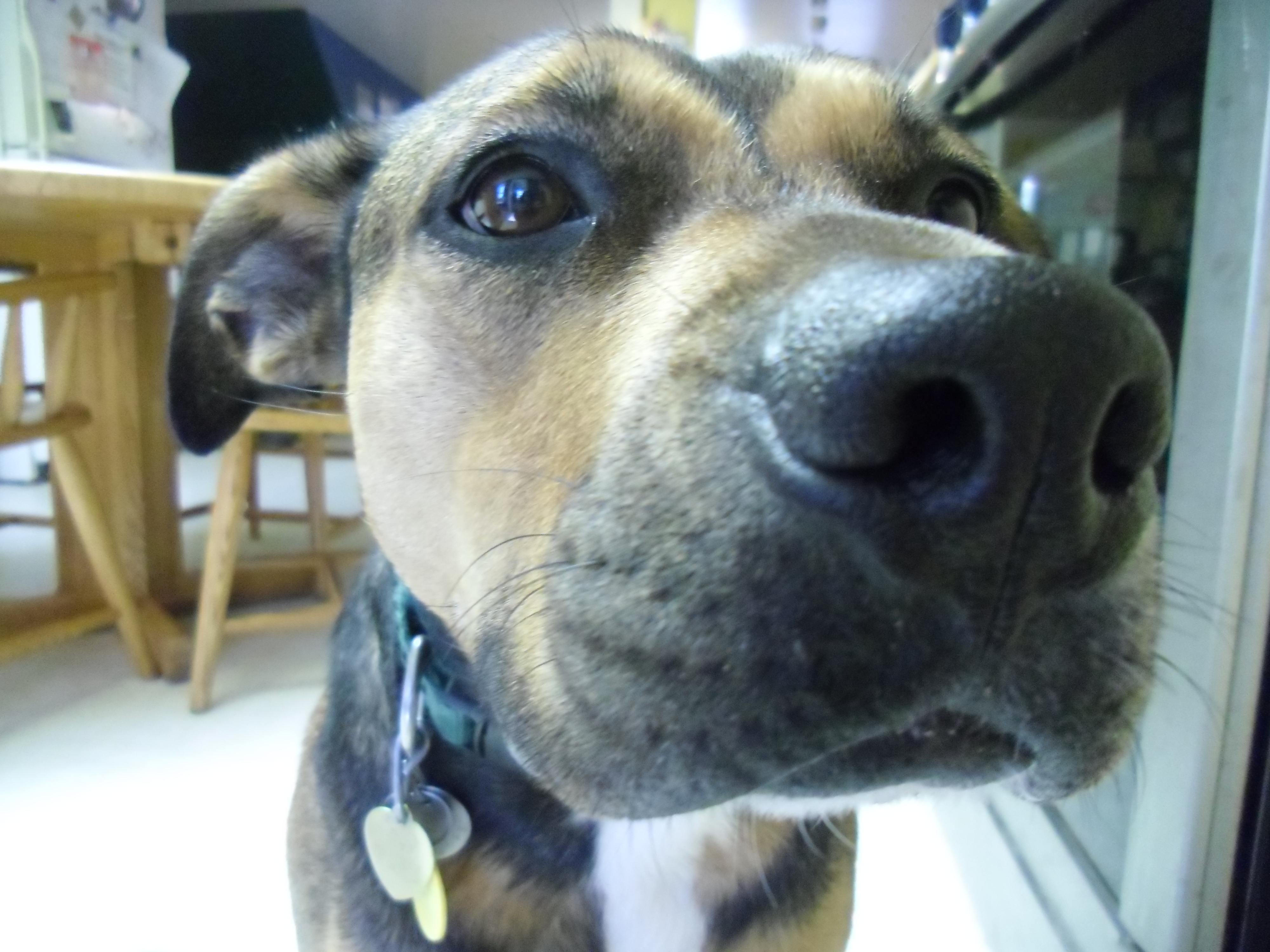 morgie | BackYard Chickens - Learn How to Raise Chickens