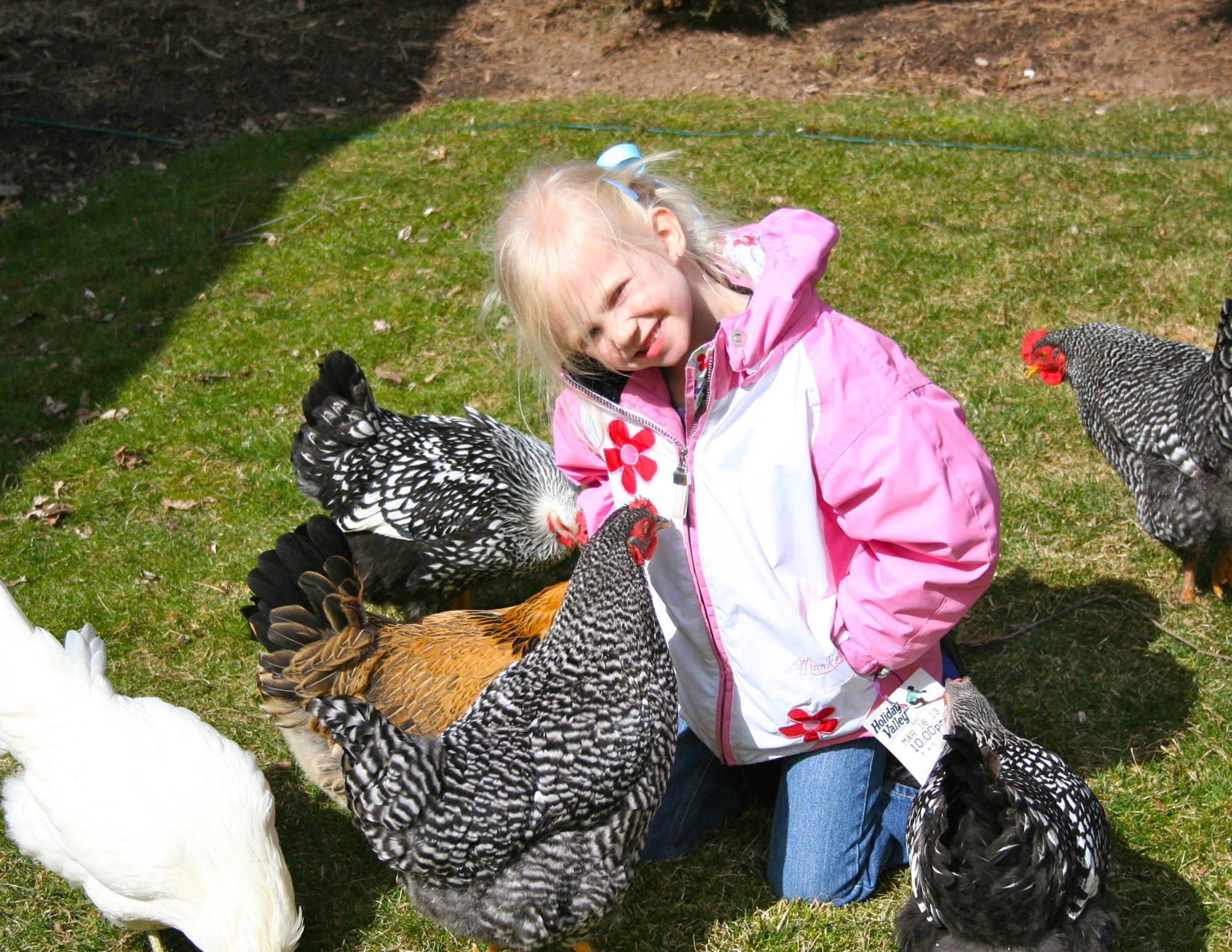 Mother Hen | BackYard Chickens - Learn How to Raise Chickens