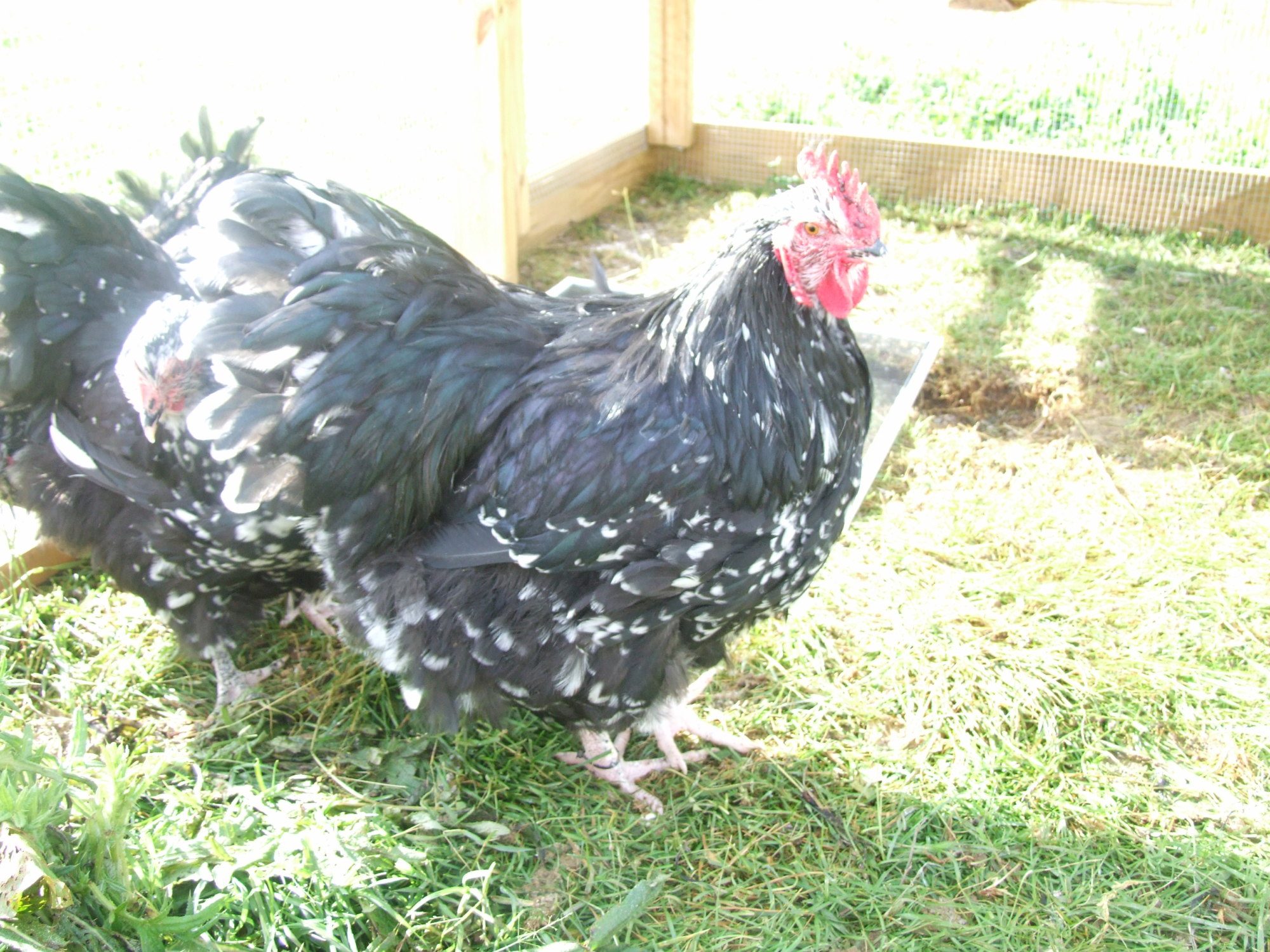 Mottled Rooster sunbathing | BackYard Chickens - Learn How to Raise ...