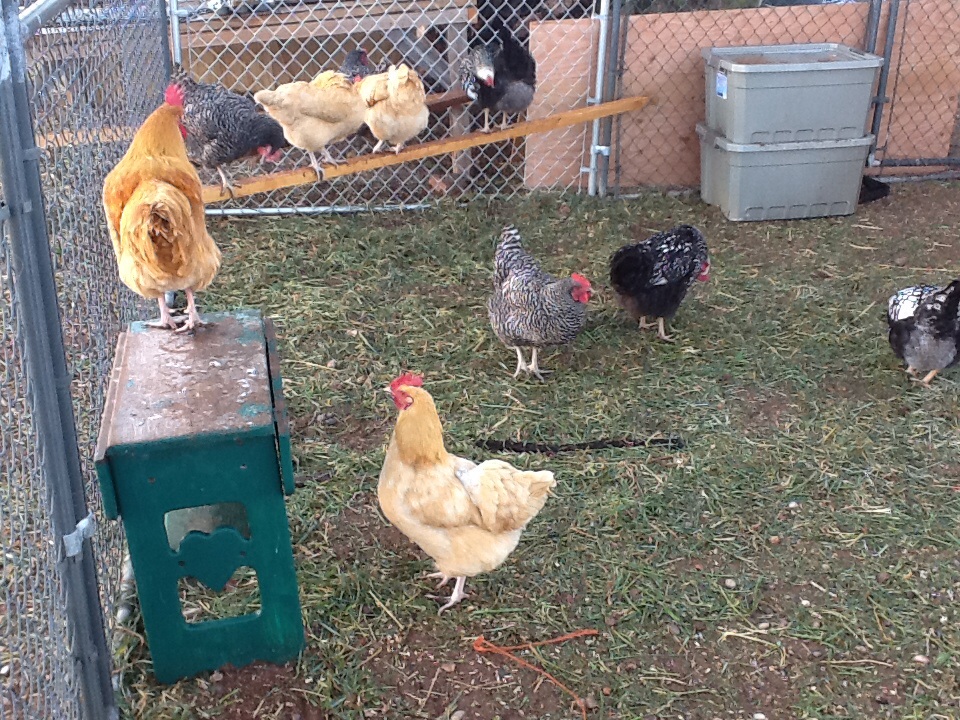 Mr & Mrs Roo | BackYard Chickens - Learn How to Raise Chickens