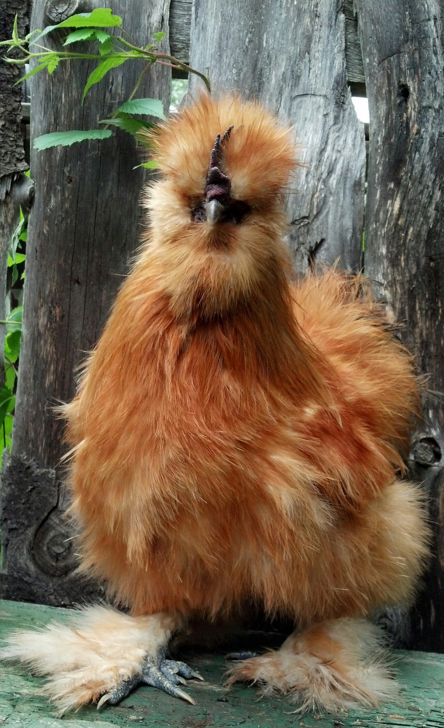 Mr. T...24 week old Buff Silkie rooster. | BackYard Chickens - Learn ...