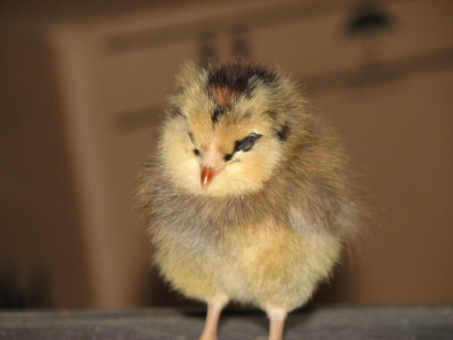 ms fluffy face | BackYard Chickens - Learn How to Raise Chickens