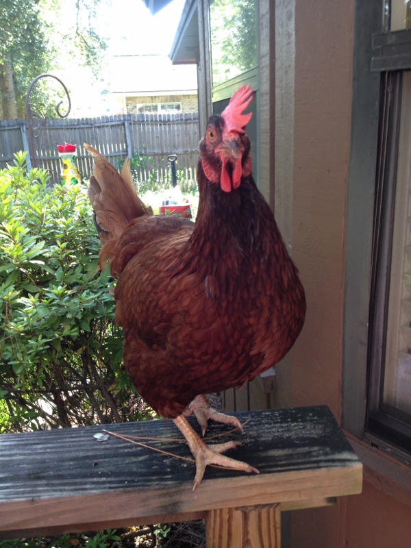 Ms Lucy, the big red hen | BackYard Chickens - Learn How to Raise Chickens