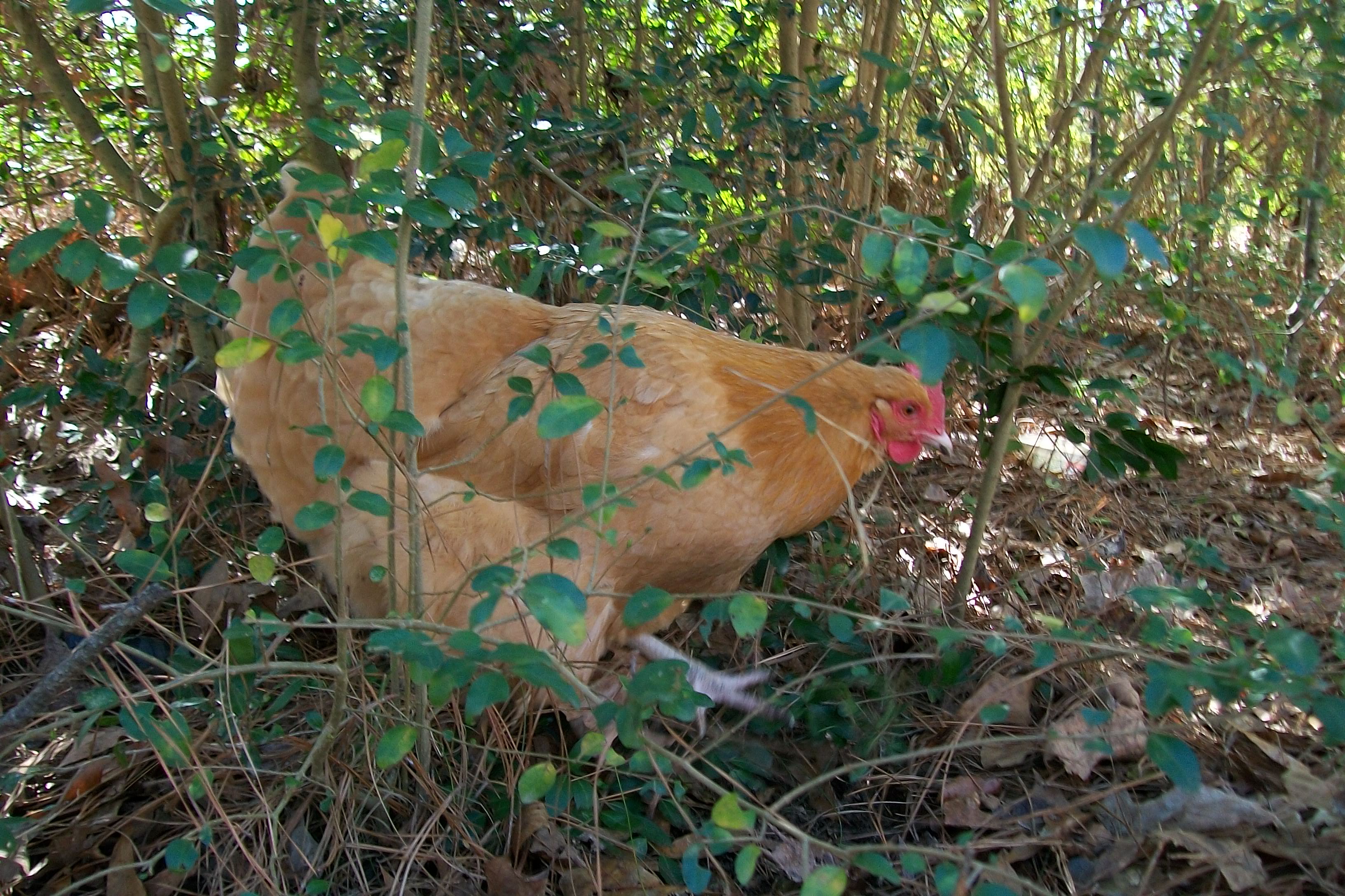 Muffy | BackYard Chickens - Learn How to Raise Chickens