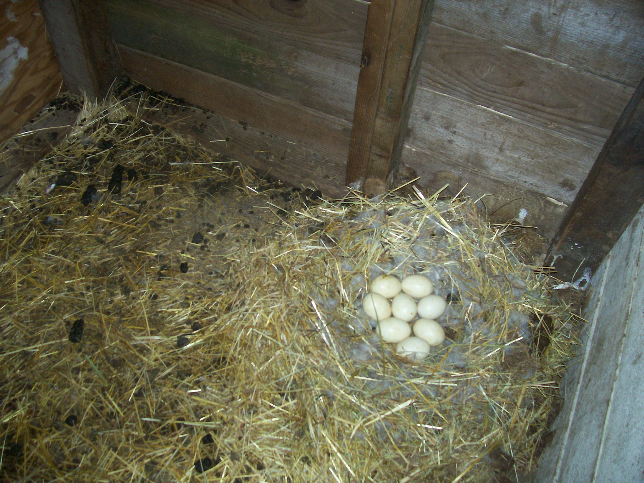 Muscoy eggs | BackYard Chickens - Learn How to Raise Chickens