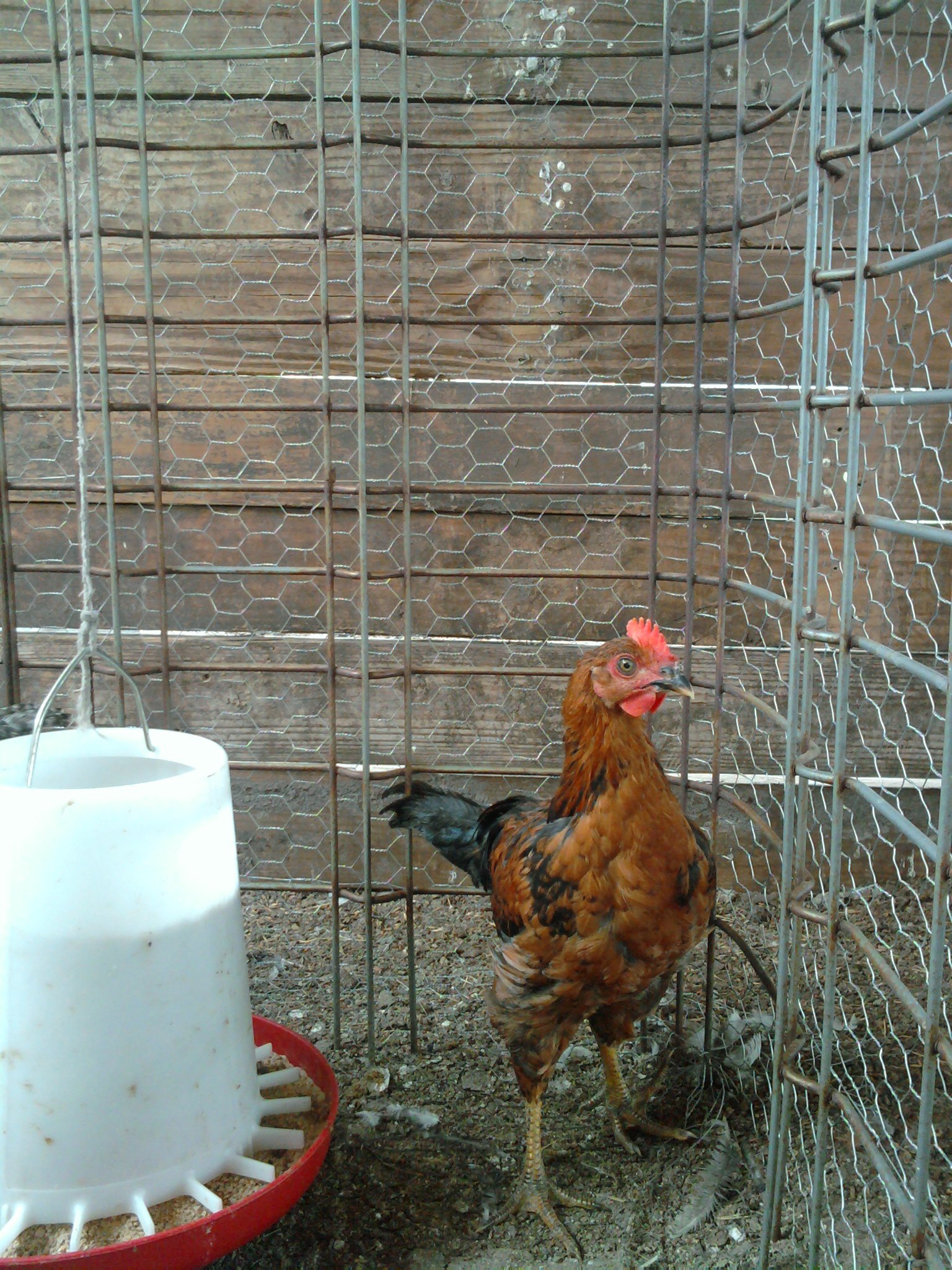 mutt roo | BackYard Chickens - Learn How to Raise Chickens