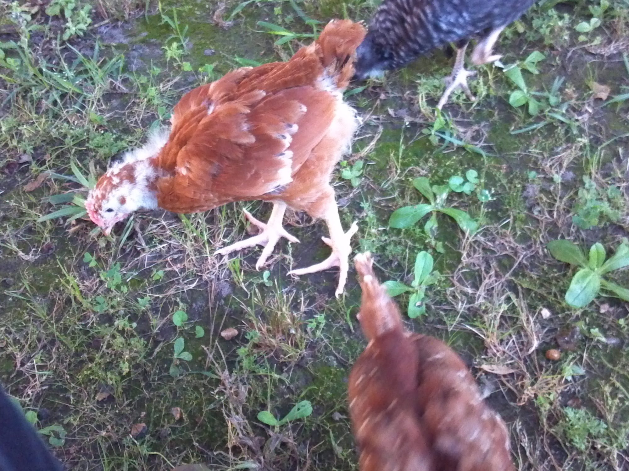 My baby roo Manuel! | BackYard Chickens - Learn How to Raise Chickens