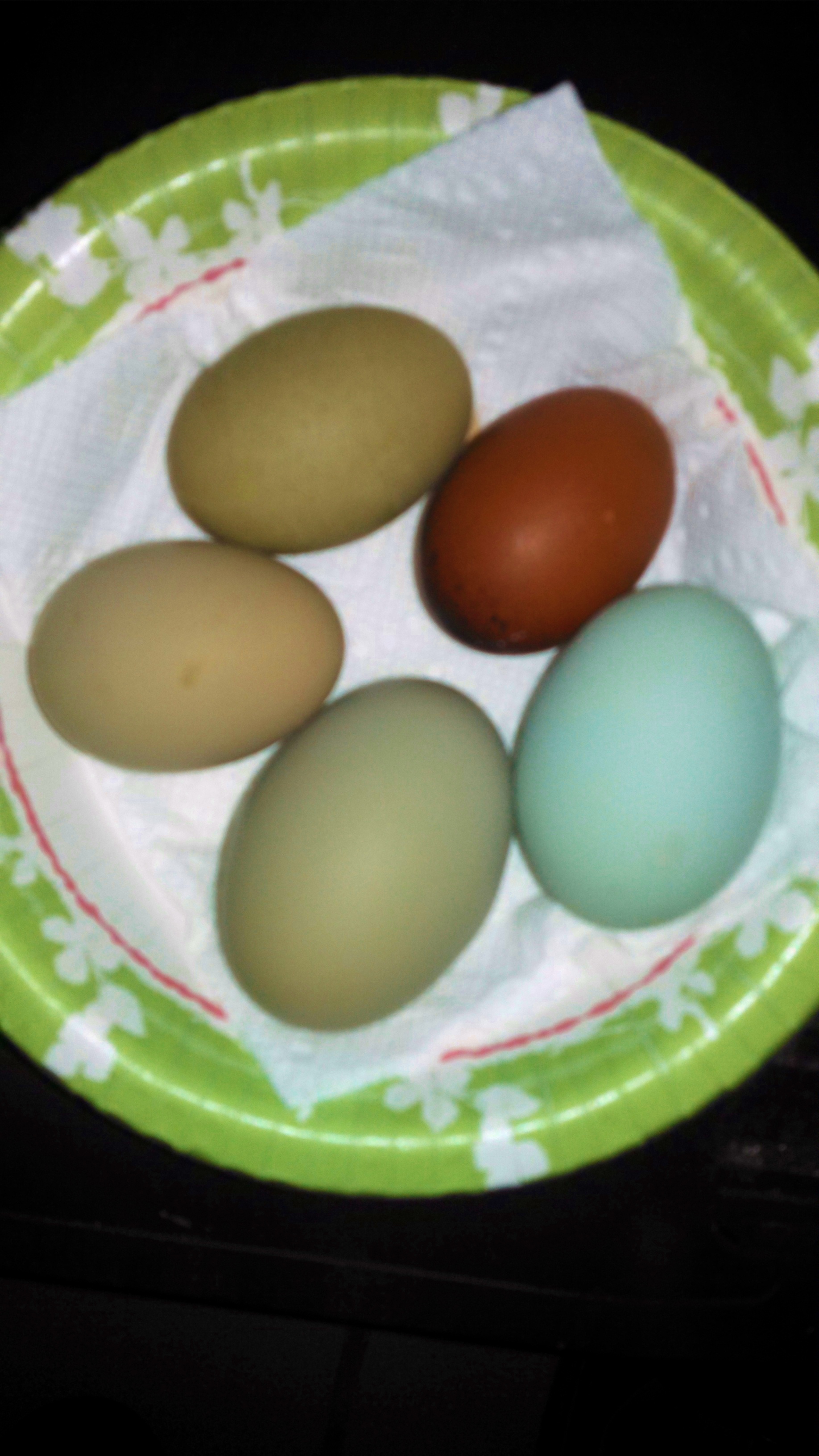my best blue and olive eggs. | BackYard Chickens - Learn How to Raise ...