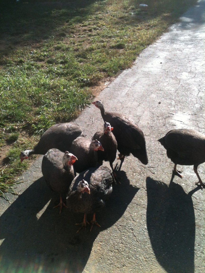My birds! | BackYard Chickens - Learn How to Raise Chickens