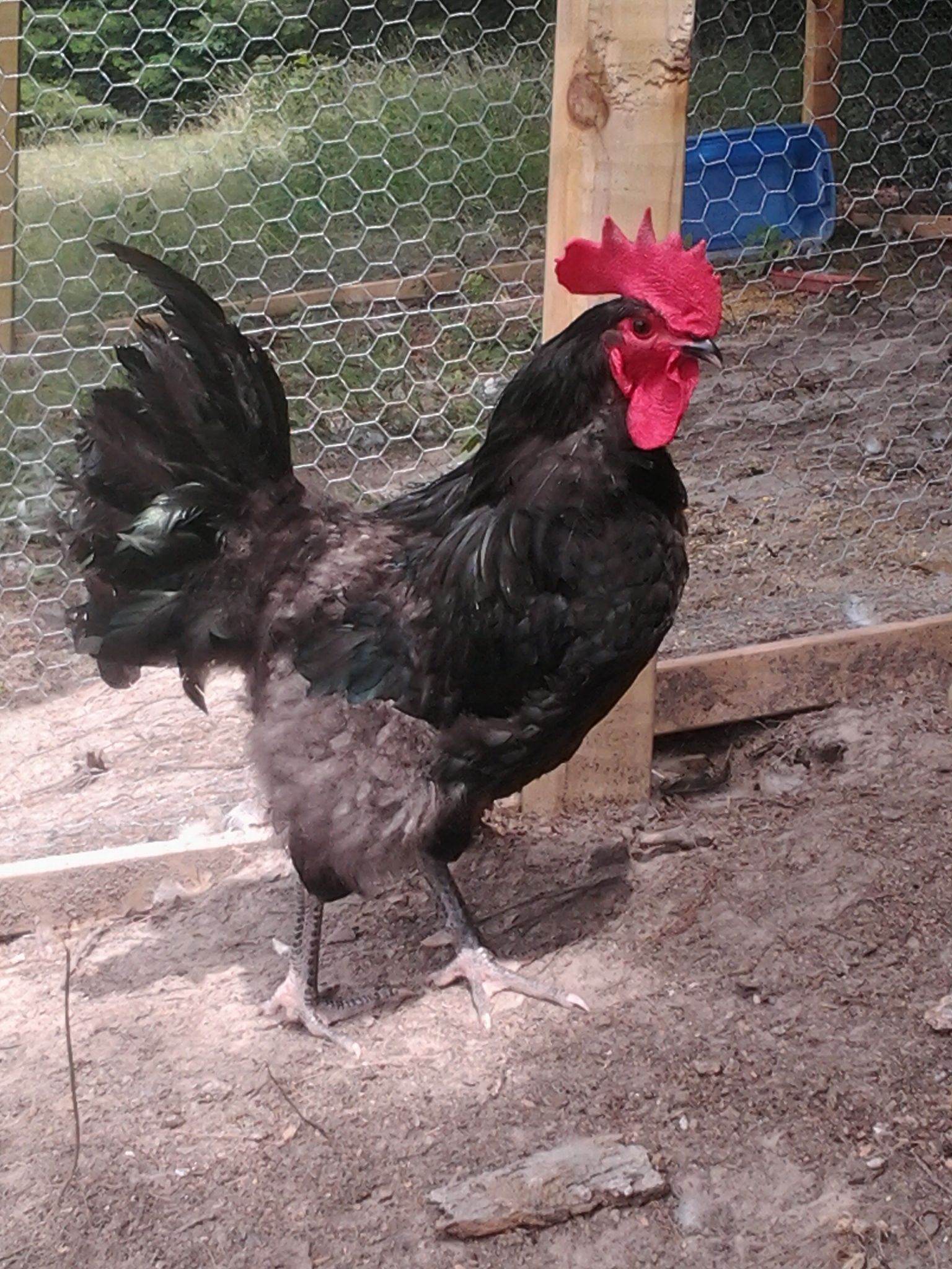My black australorp rooster, Rooster Cogburn | BackYard Chickens ...