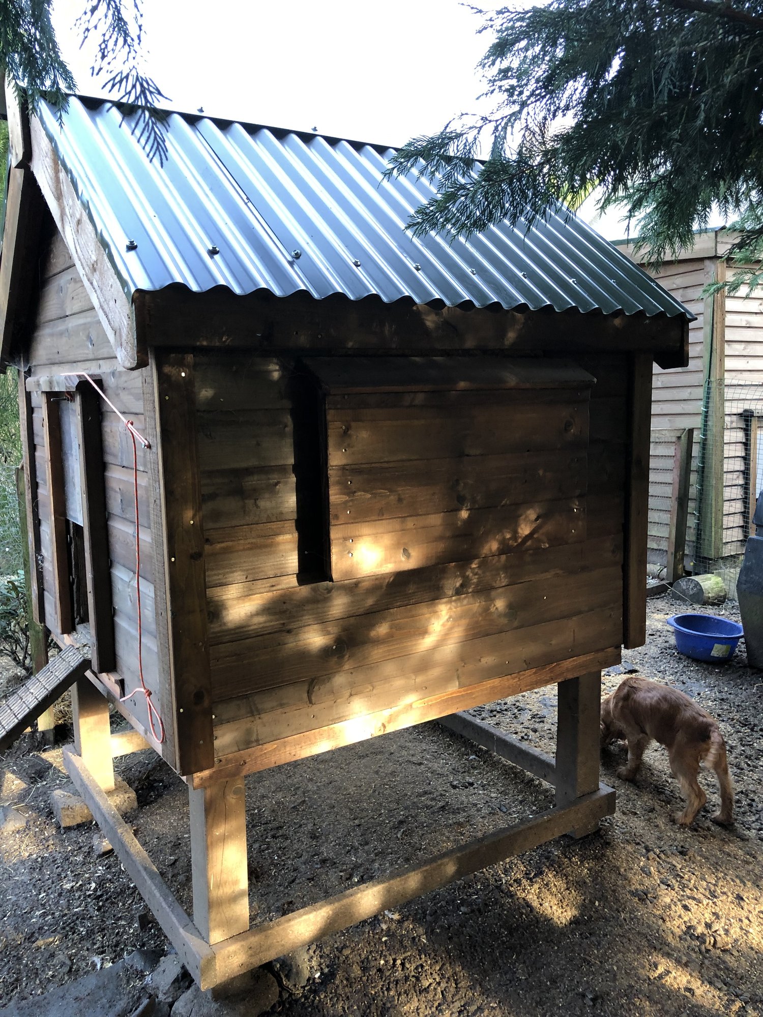 My Coop Backyard Chickens Learn How To Raise Chickens