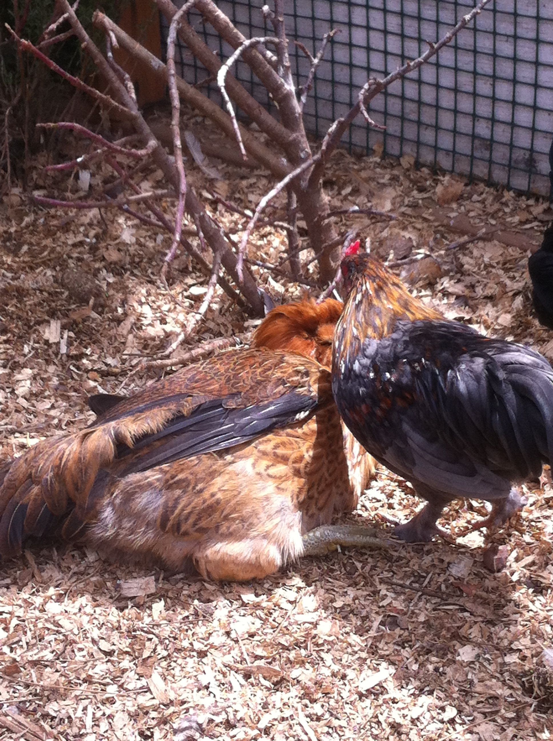 My EE Hickory and serama x roo | BackYard Chickens - Learn How to Raise ...