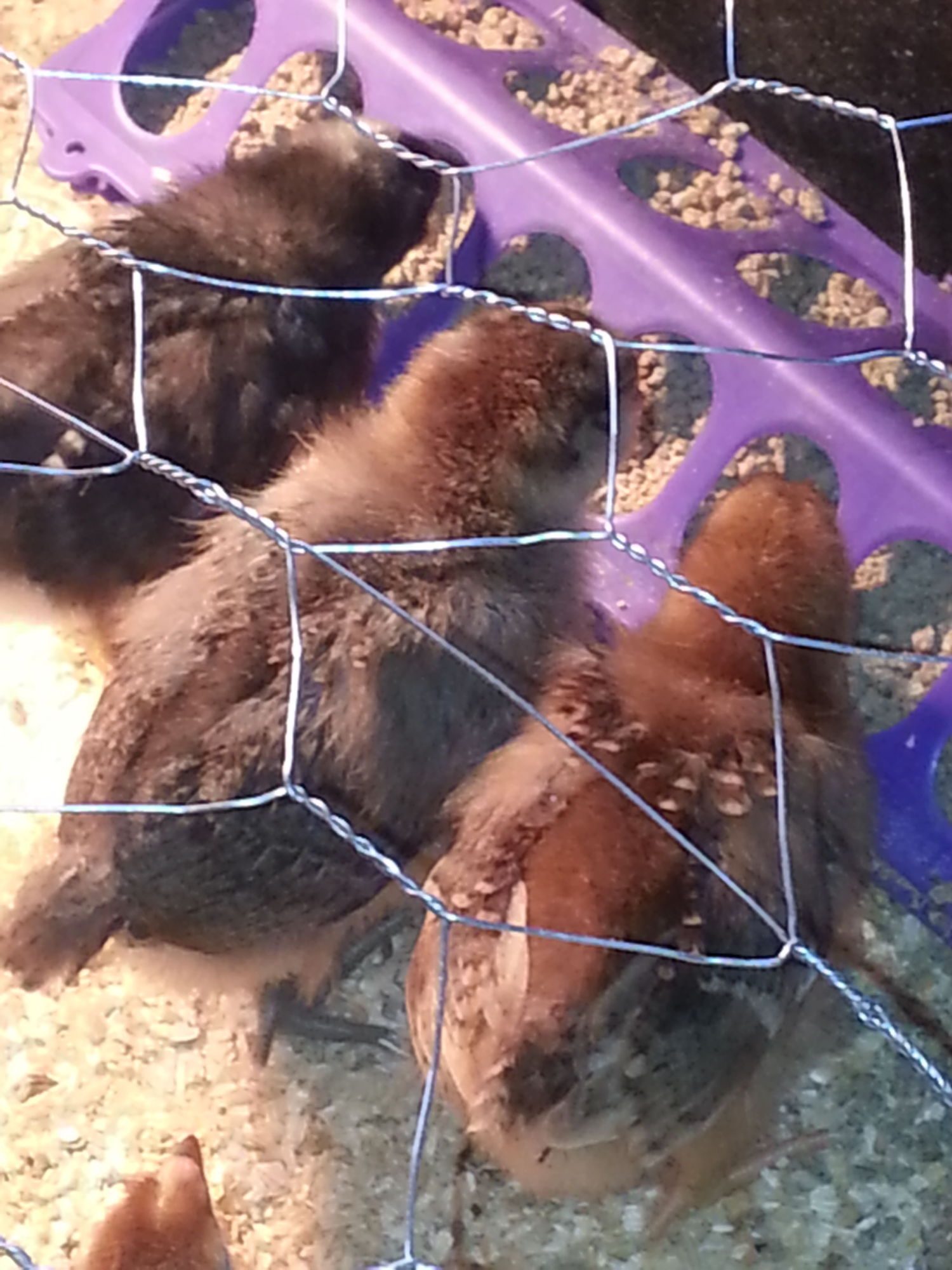 my first brood | BackYard Chickens - Learn How to Raise Chickens